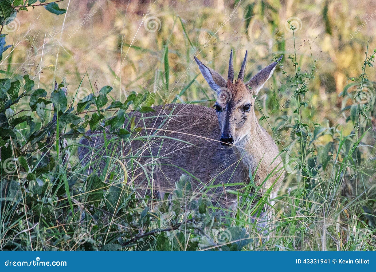 Grey Rhebok stock image. Image of wildlife, habitat, animal - 43331941