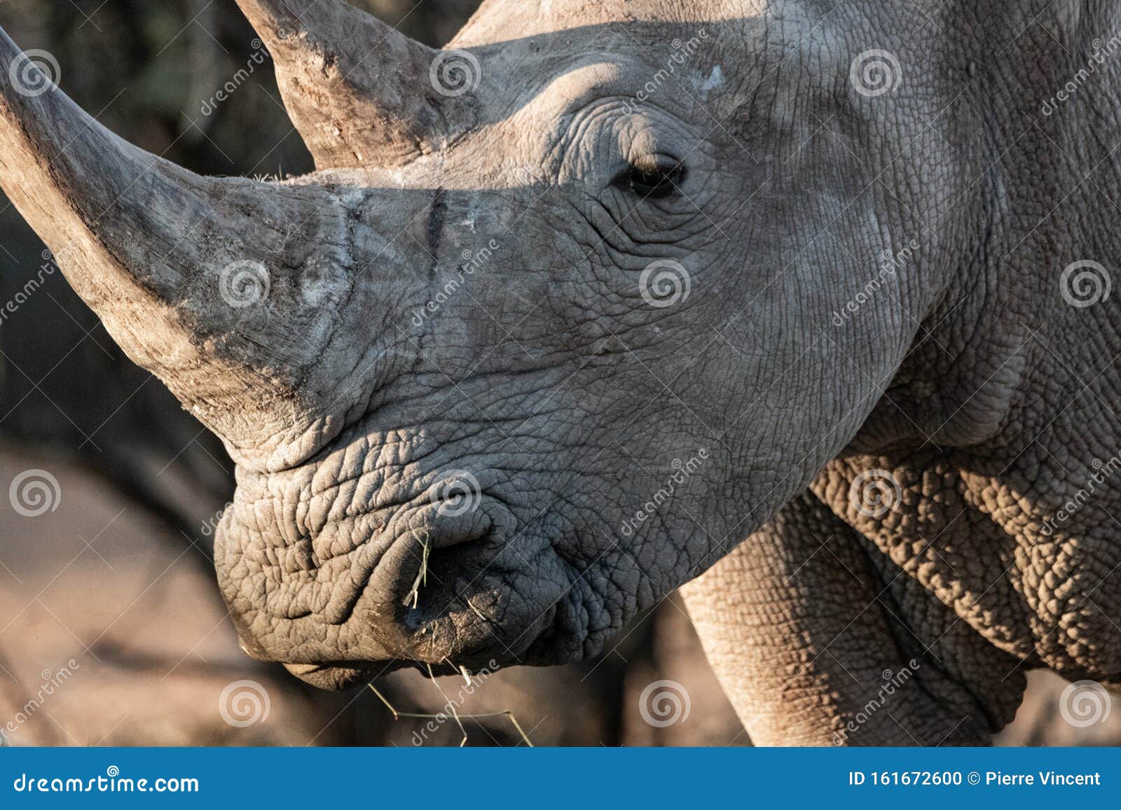 A grey rhino in the nature stock photo. Image of amazing - 161672600