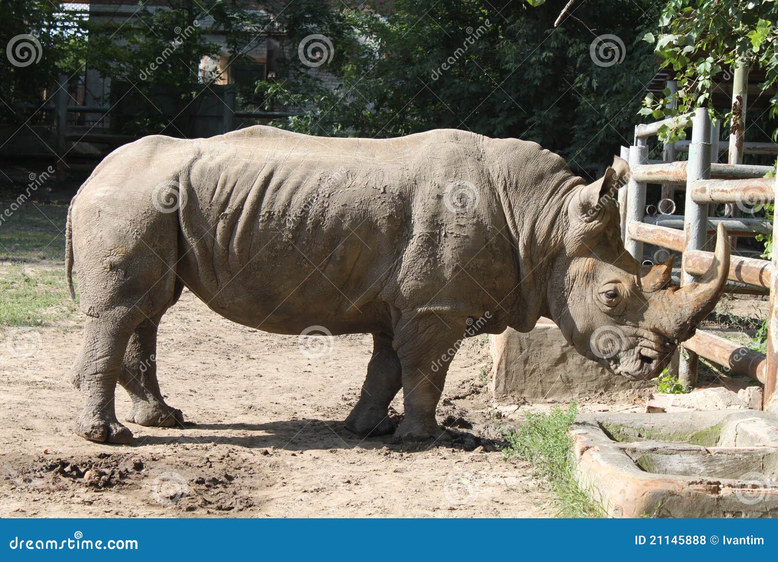 Grey Rhino in Open-air Cage Stock Photo - Image of rhinocero, close ...