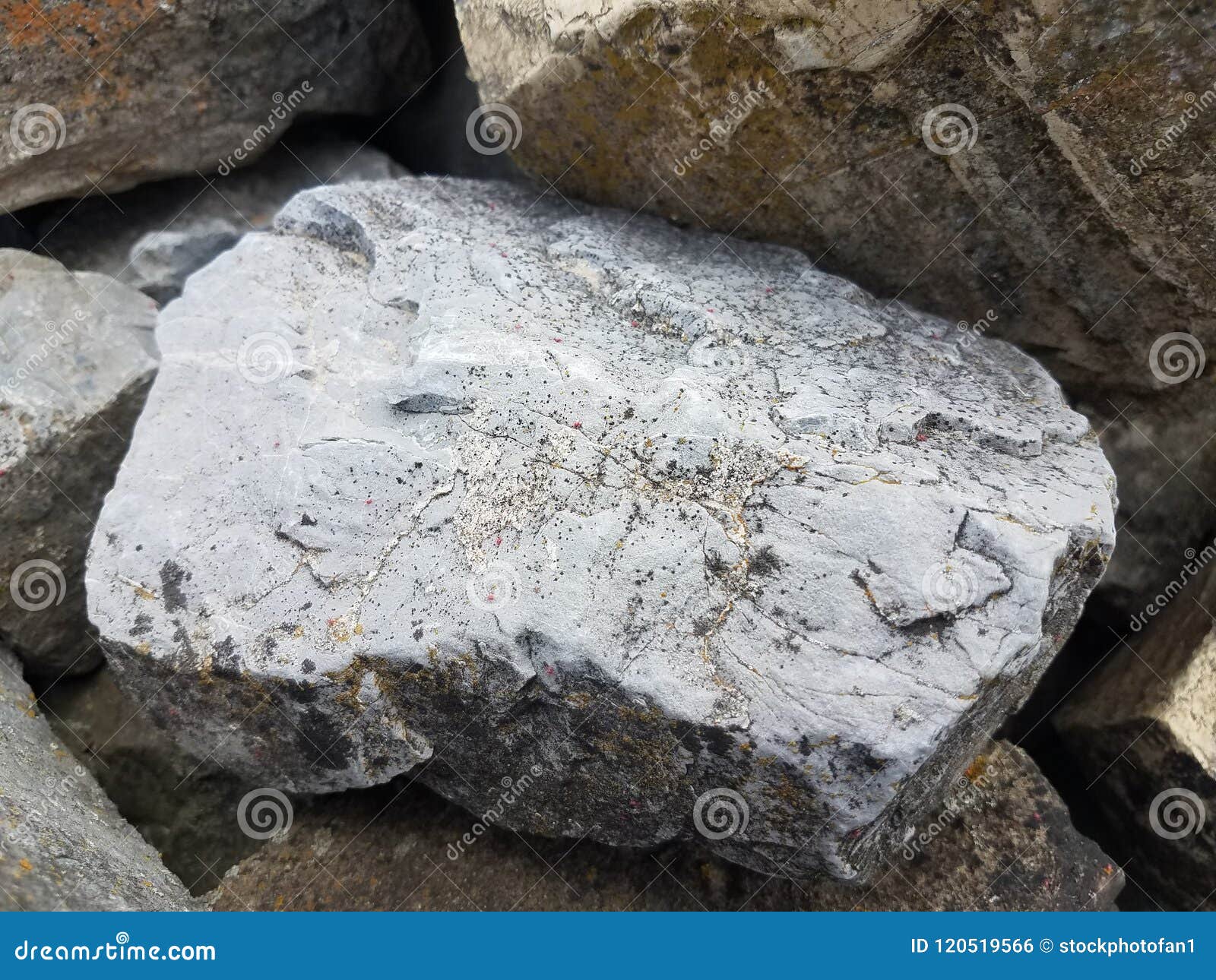 Grey Rocks with Tiny Red Mites and Lichen Stock Photo - Image of nature ...