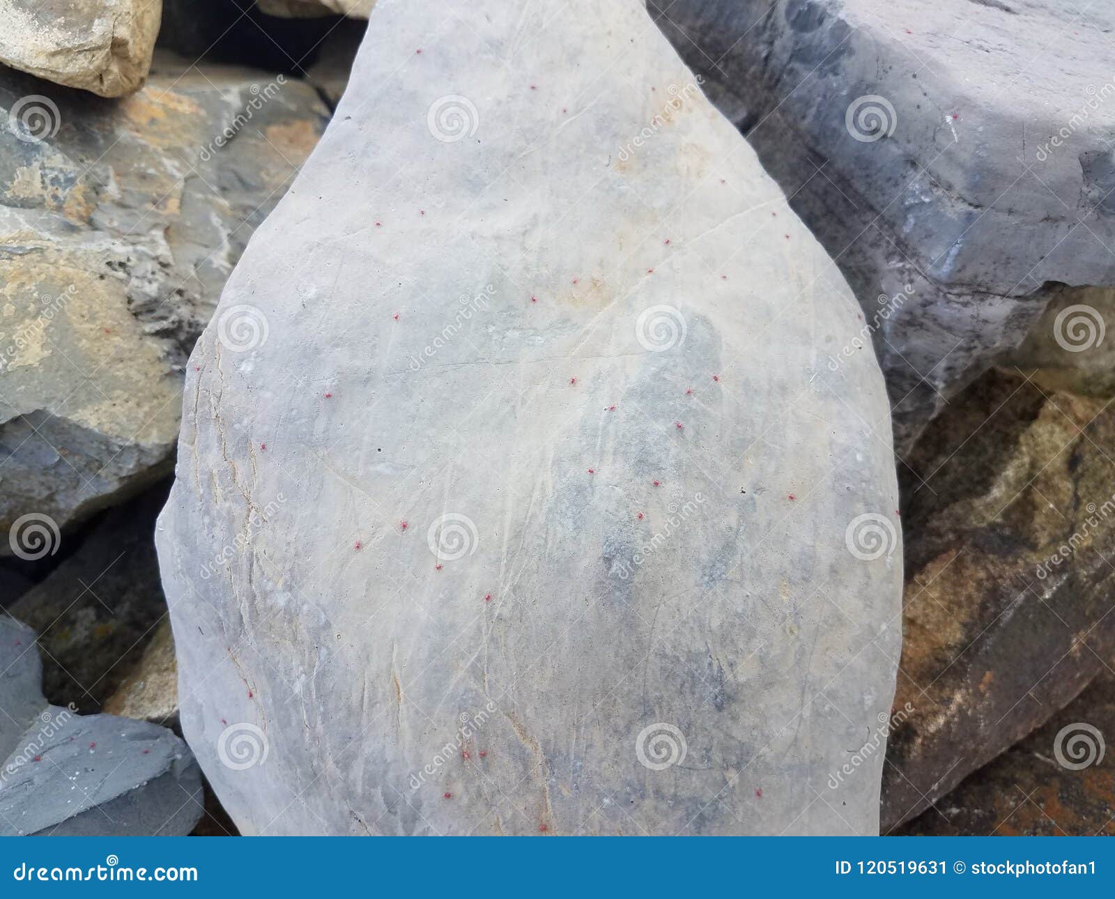 Grey Rocks with Tiny Red Mites Stock Image - Image of animals, stone ...