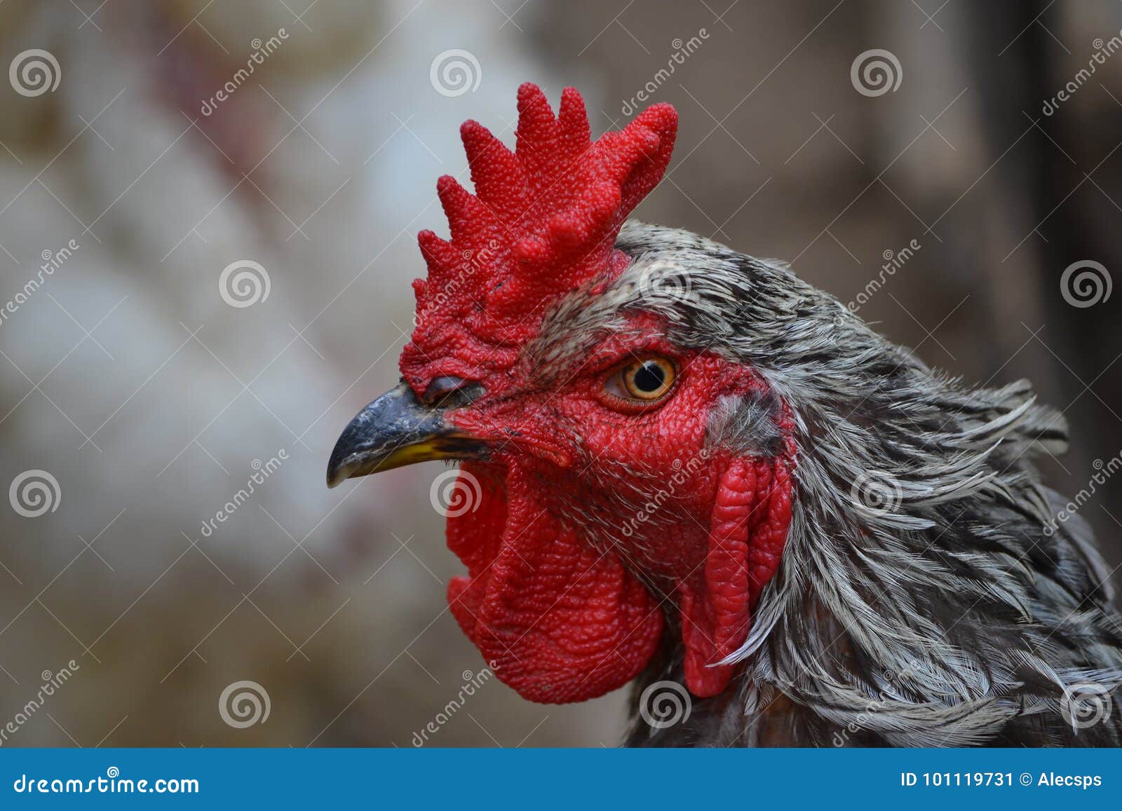 Grey Rooster Portrait with a Red Crest Stock Image - Image of comb ...