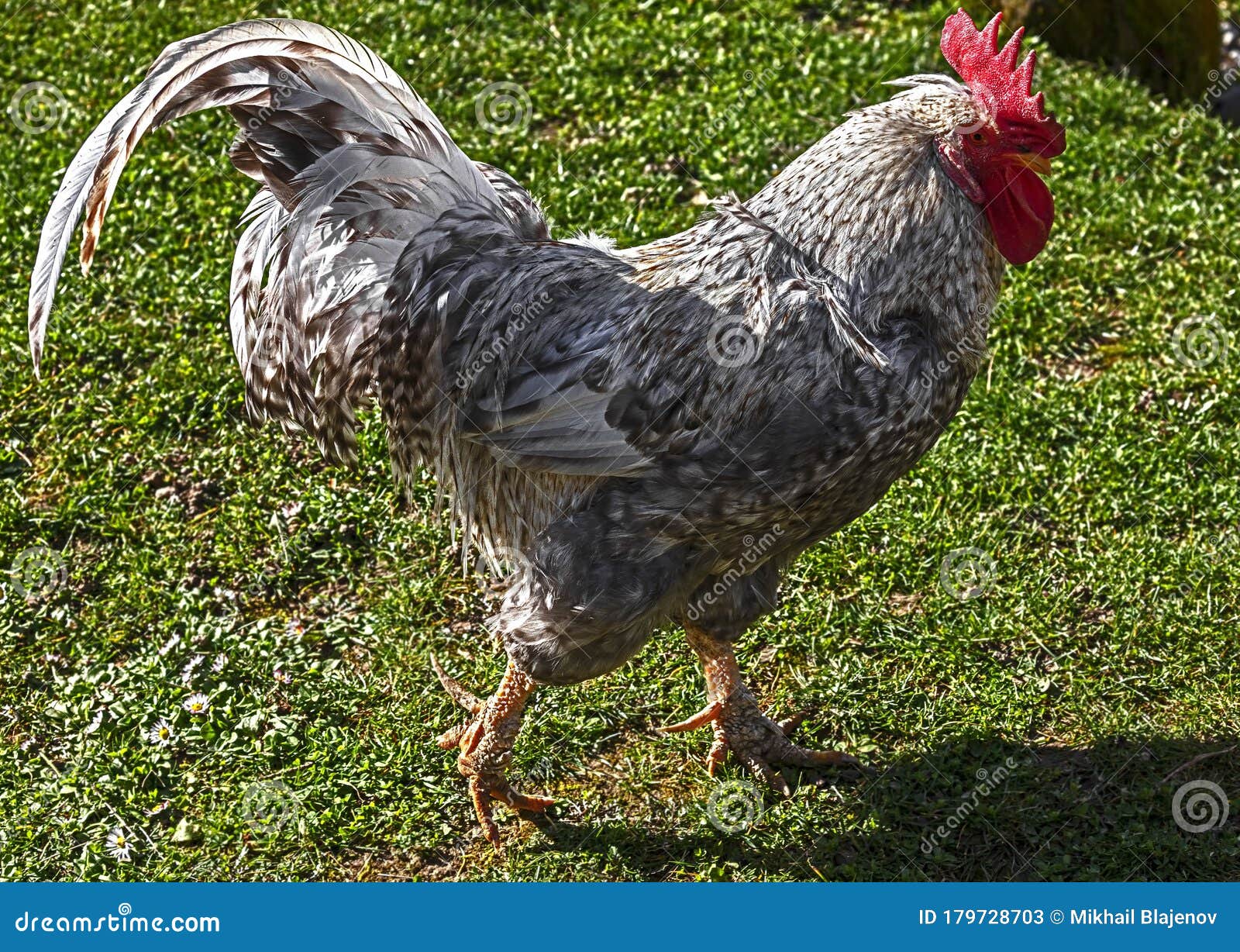 Grey rooster 1 stock image. Image of decorative, view - 179728703