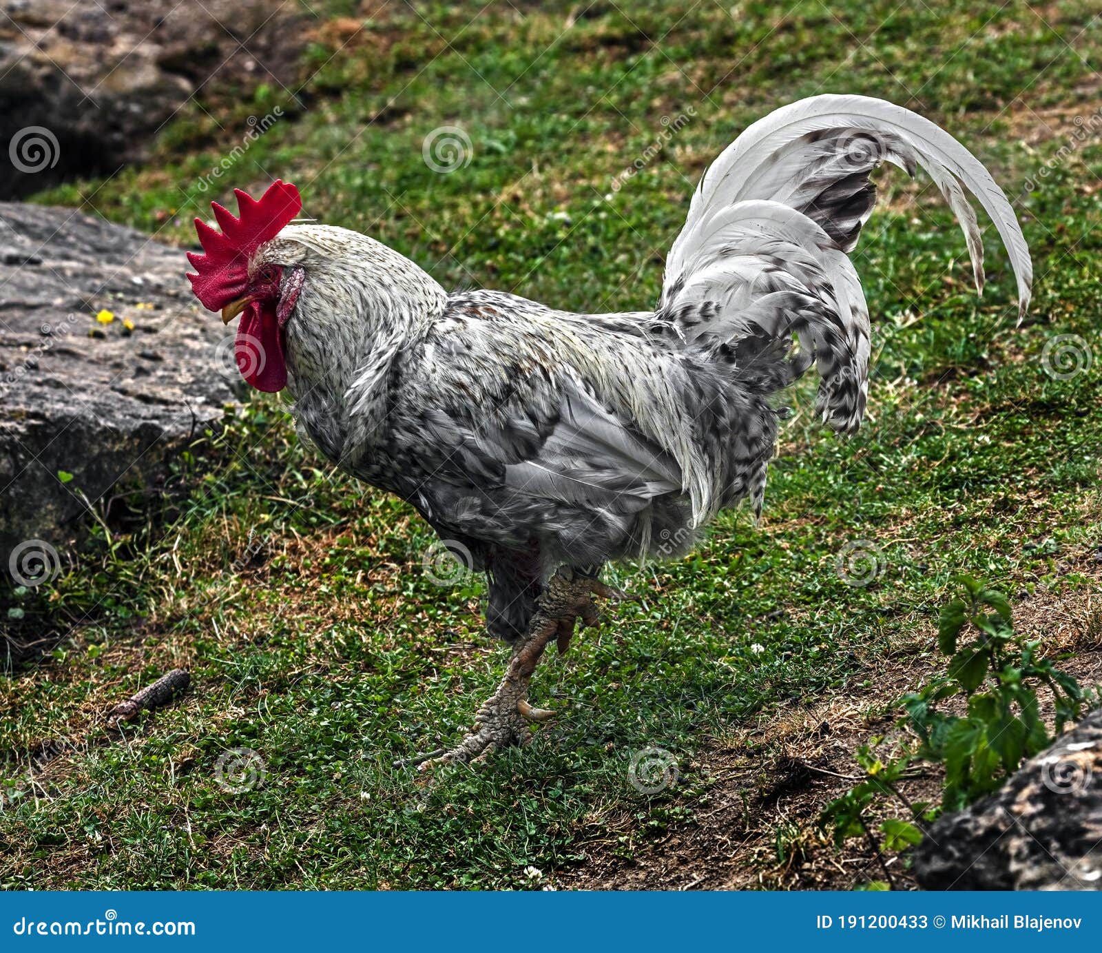 Grey rooster 2 stock image. Image of chicken, wing, nature - 191200433