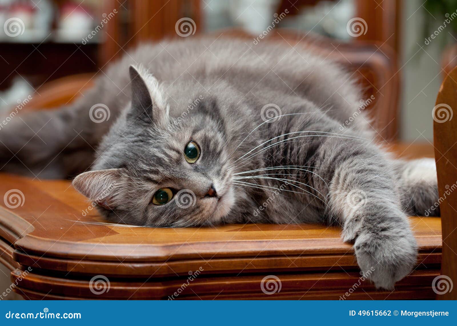 Grey russian cat at home stock photo. Image of animal - 49615662