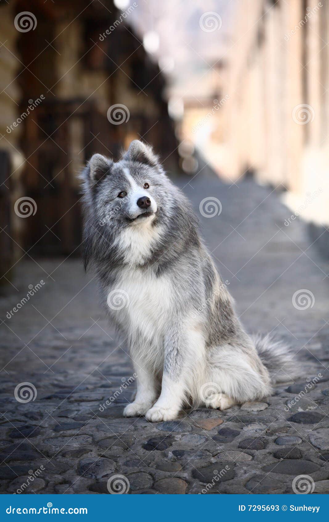 Grey samoyed stock image. Image of look, adorable, grooming - 7295693