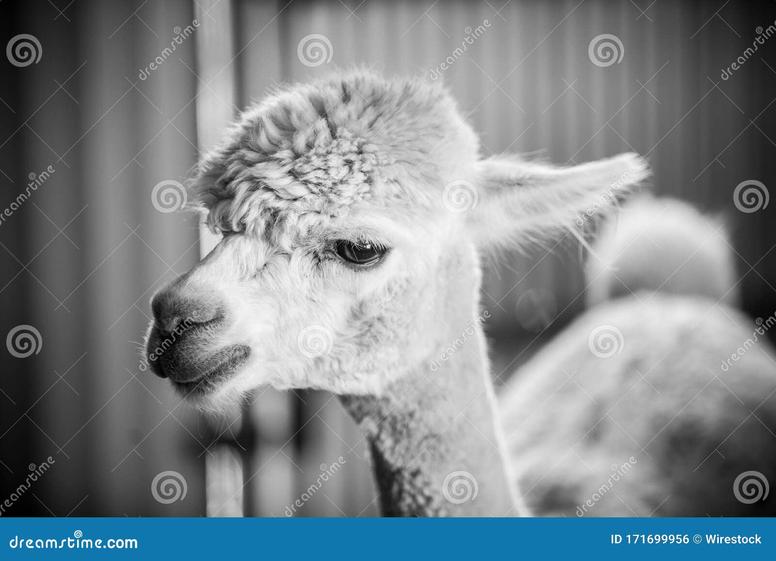 Grey-scale Closeup Shot of a Cute Llama Stock Photo - Image of camelid ...