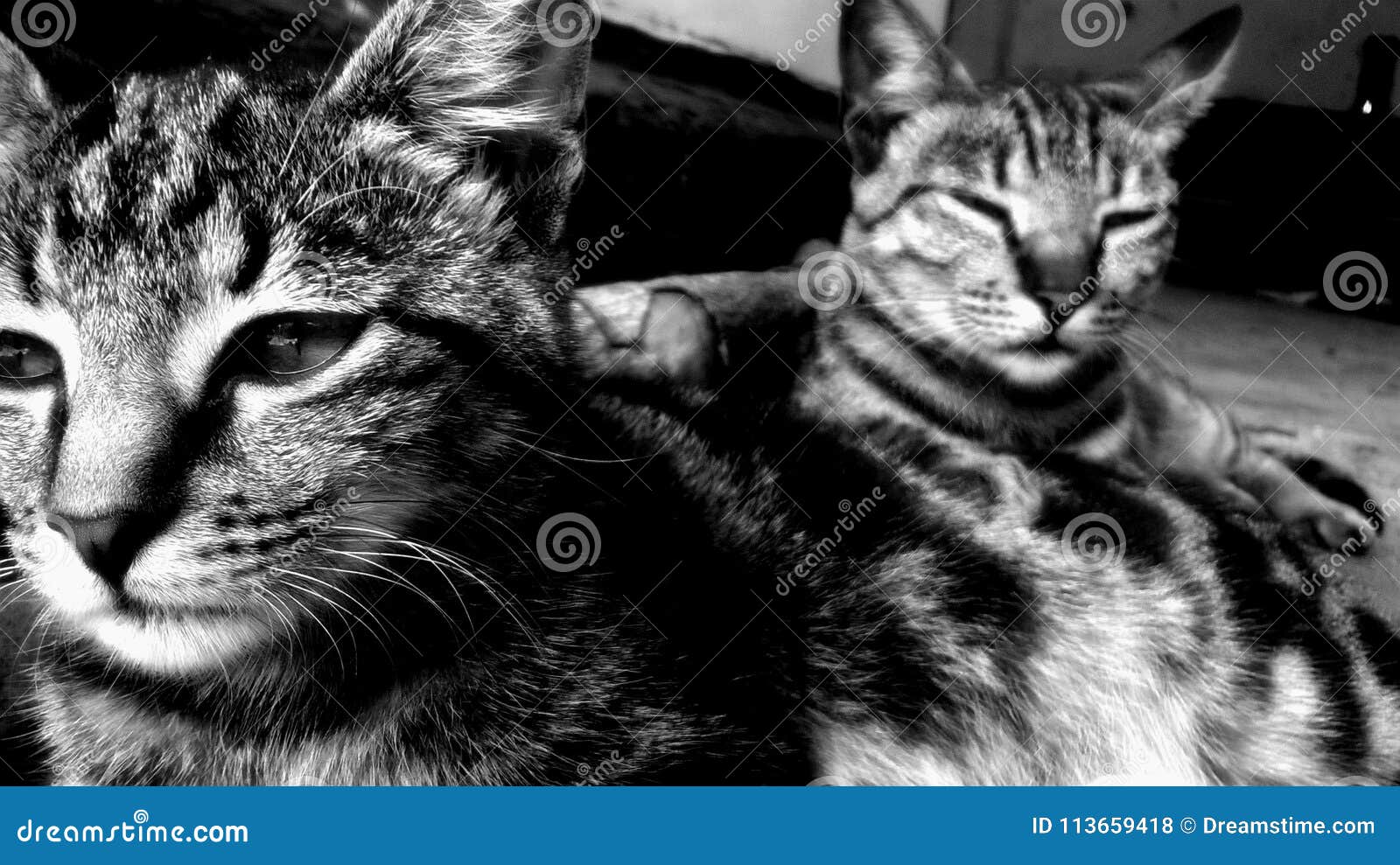 Grey scale kittys stock photo. Image of grey, scale - 113659418