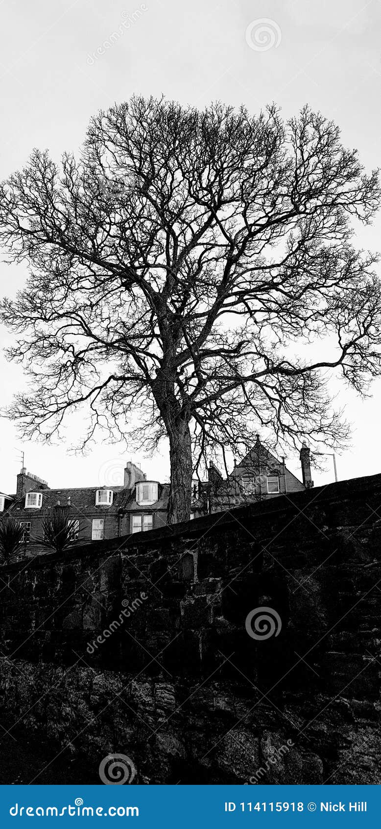 Grey scale stock photo. Image of chrome, scale, tree - 114115918