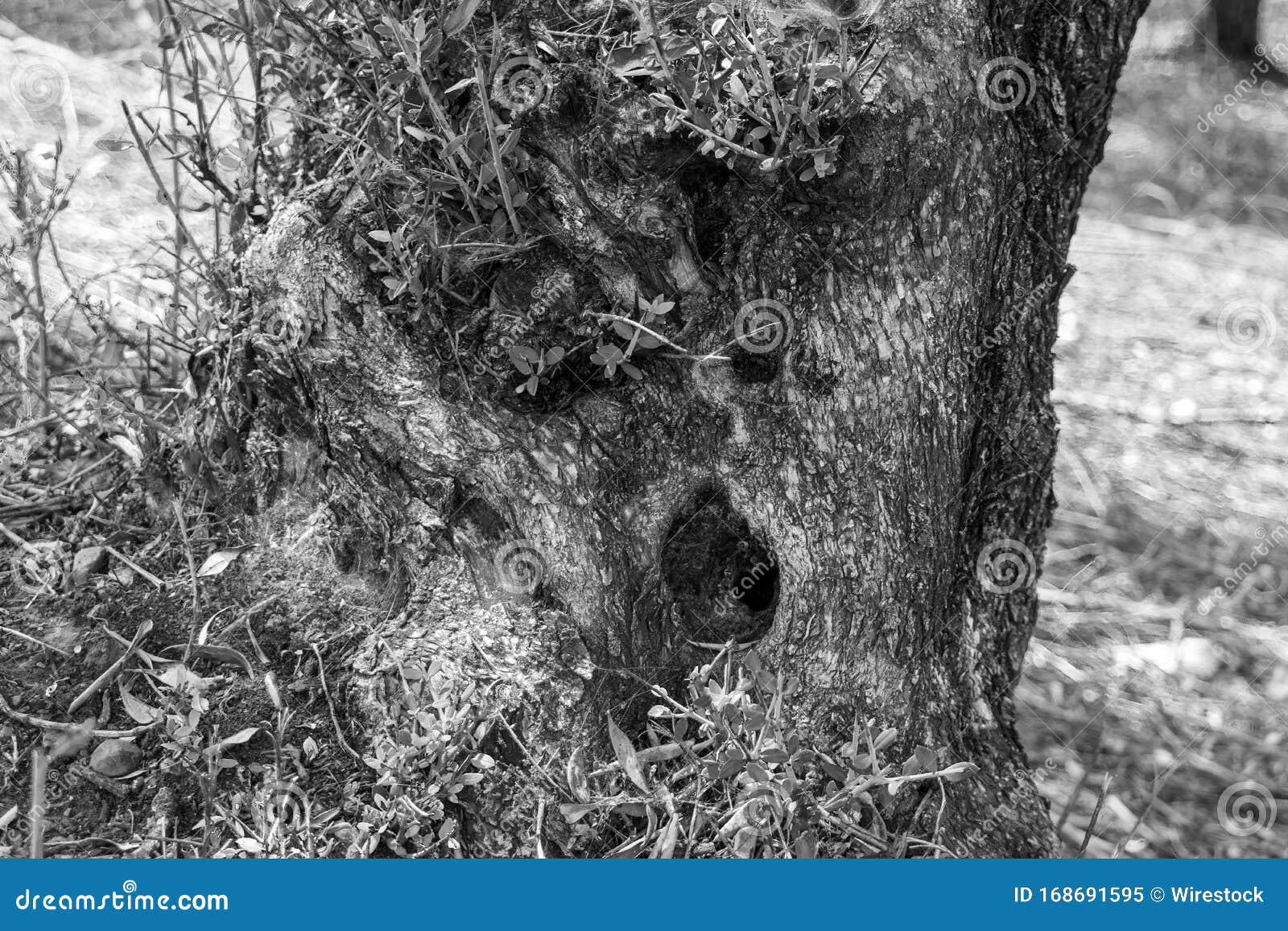 Grey Scale Shot of a Beautiful Tree Trunk in the Middle of a Forest ...