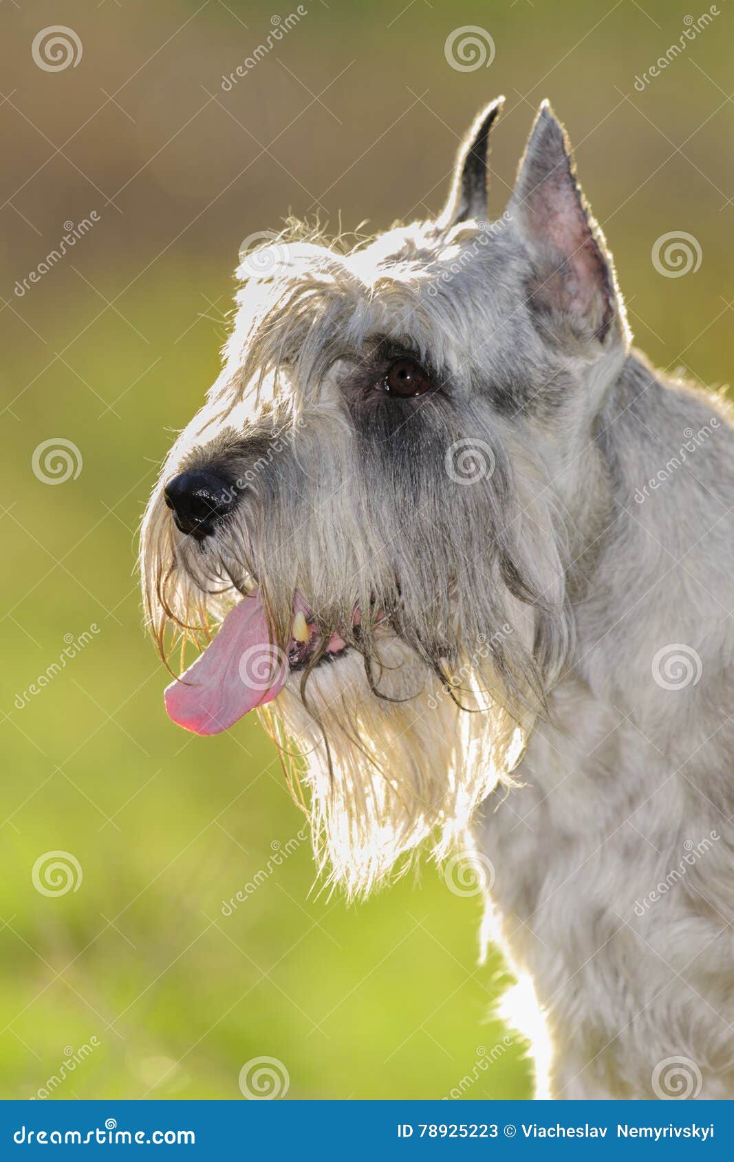 Grey schnauzer portrait stock image. Image of grass, miniature - 78925223