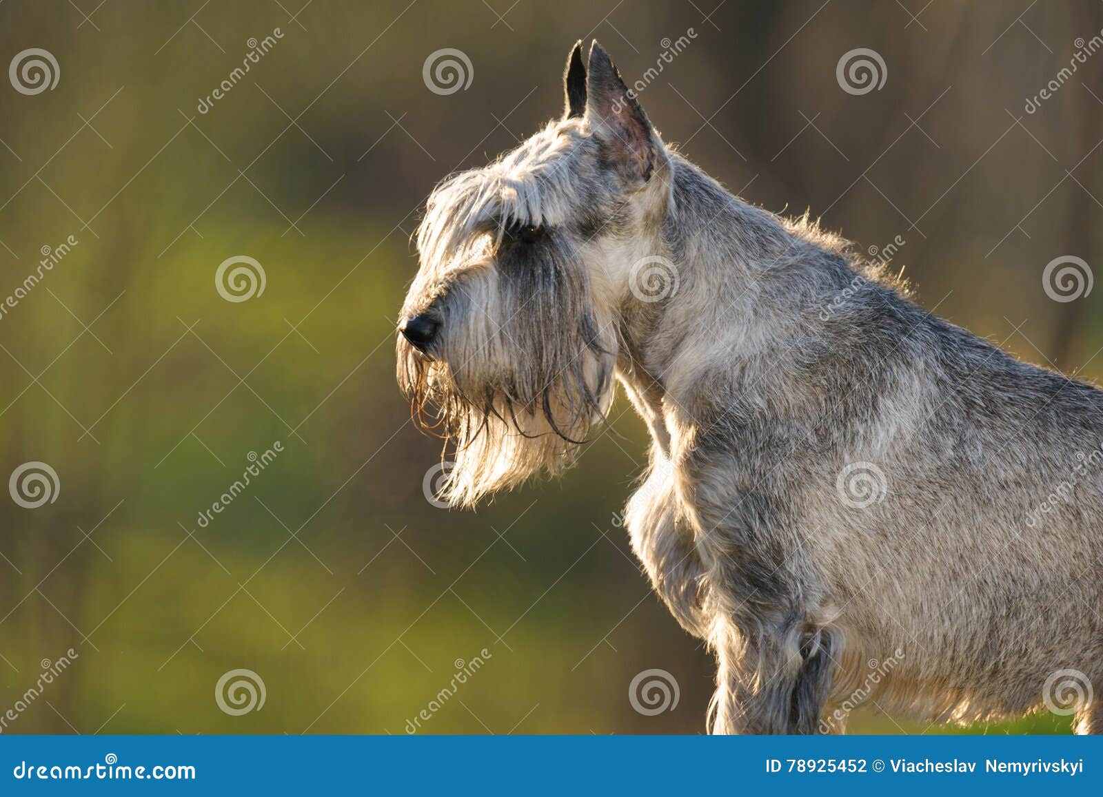 Grey schnauzer portrait stock photo. Image of color, mammal - 78925452