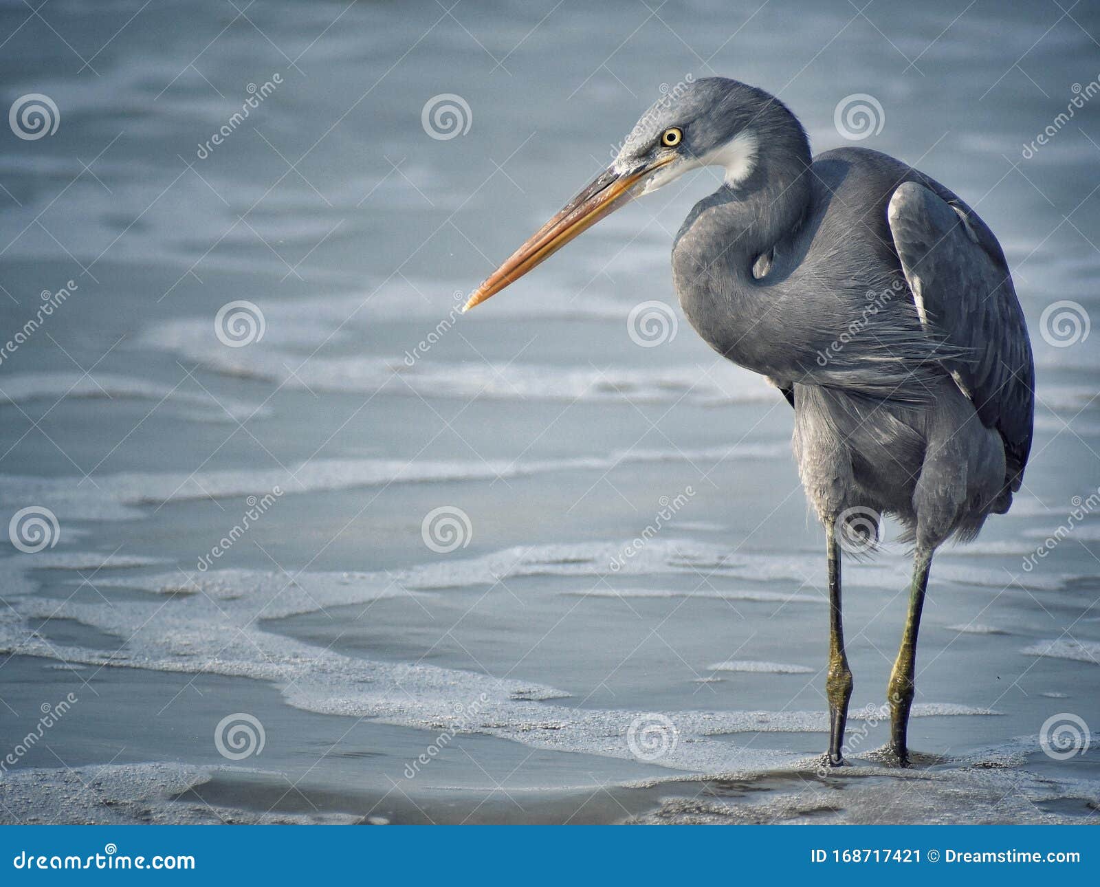 GREY SEA CRANE stock image. Image of crane, long, beak - 168717421