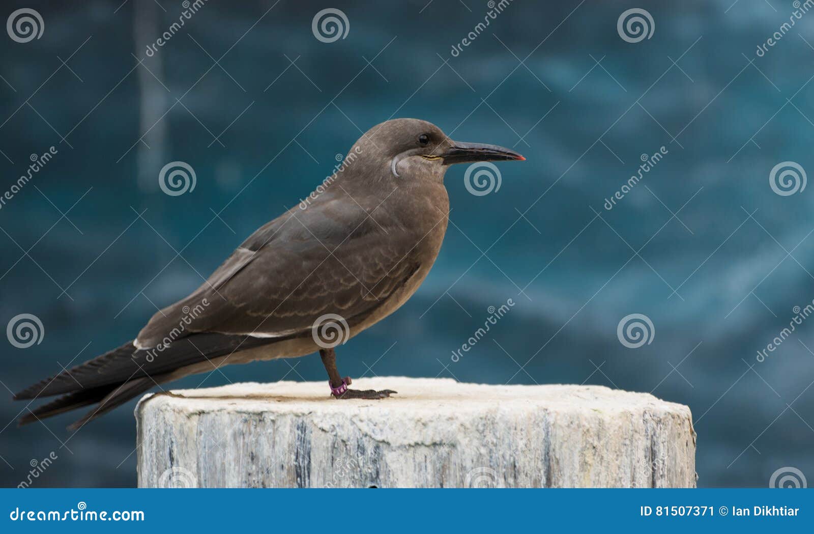 Grey seagull stock image. Image of wildlife, grey, water - 81507371