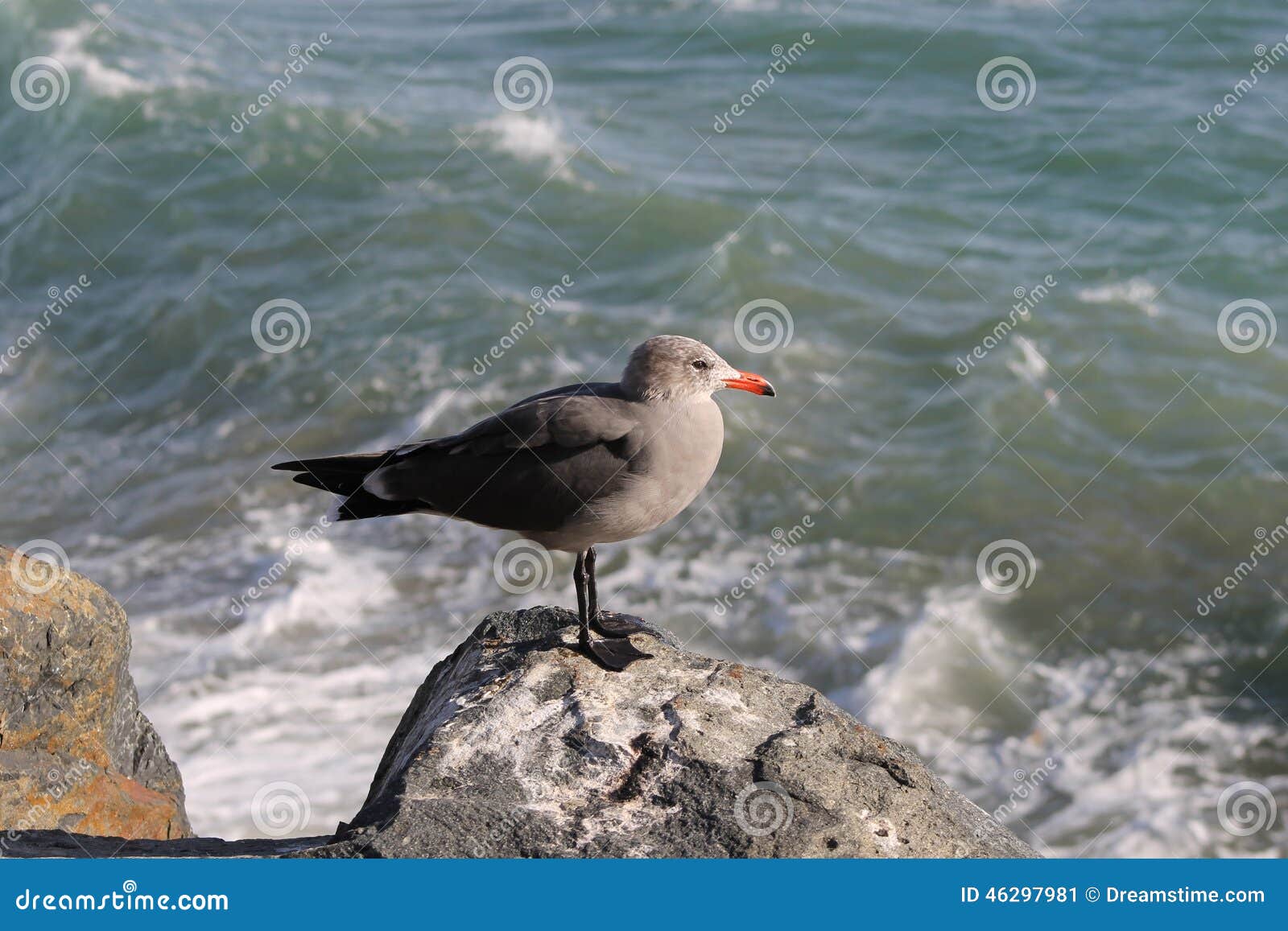 Grey Seagull Overlooking Ocean Stock Image - Image of beak, pacific ...