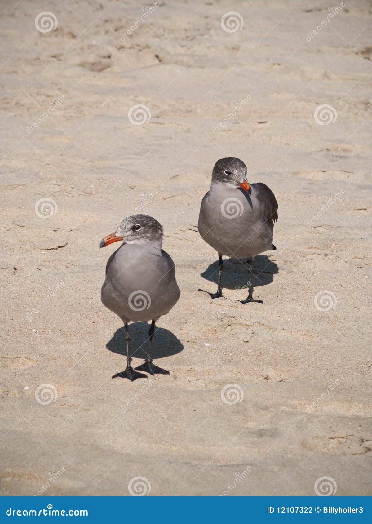 Grey seagulls at a beach stock photo. Image of shadow - 12107322