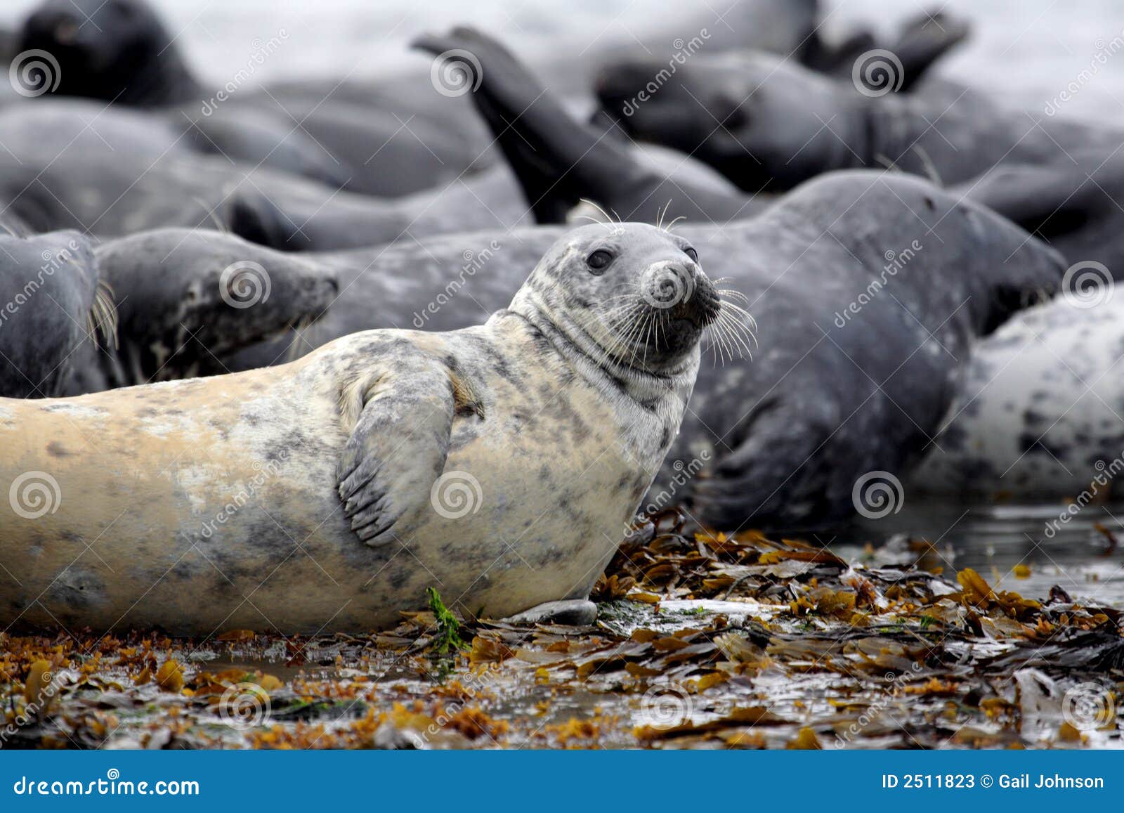 Grey Seal stock image. Image of hauled, england, atlantic - 2511823