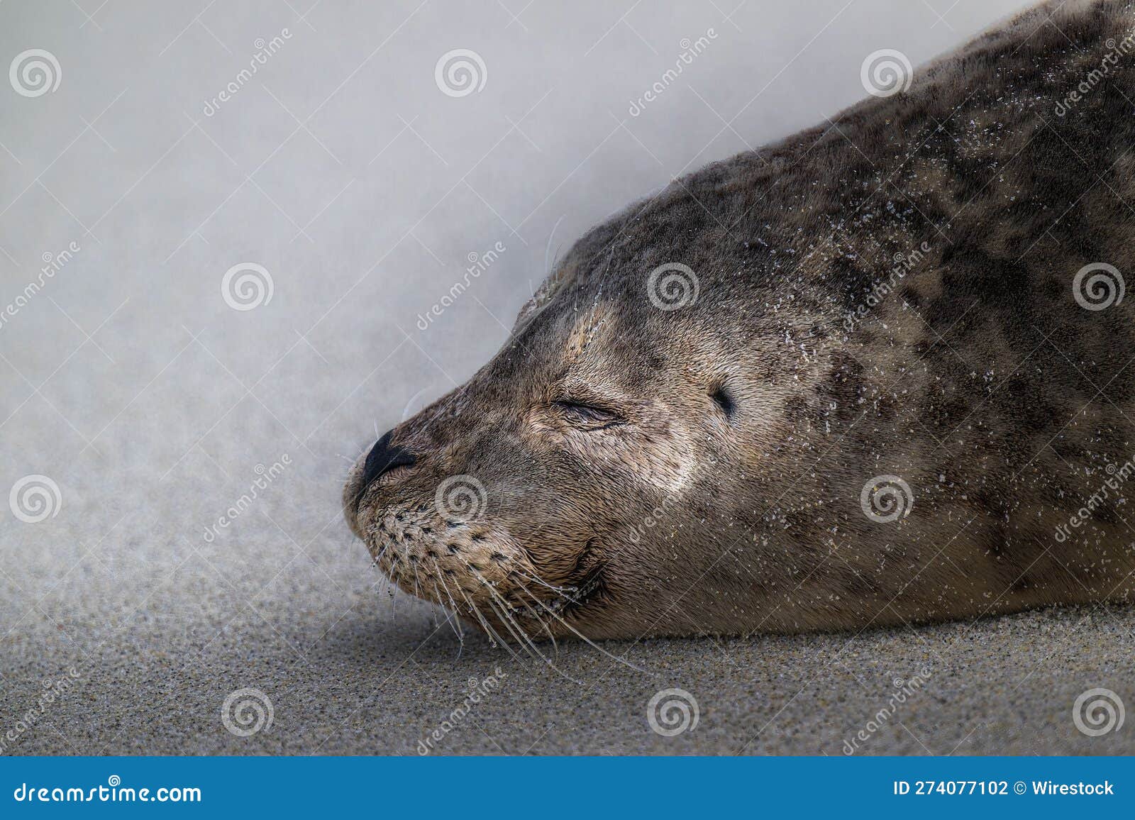 Grey Seal is Taking a Peaceful Rest on a Solid Surface, Its Eyes Closed ...