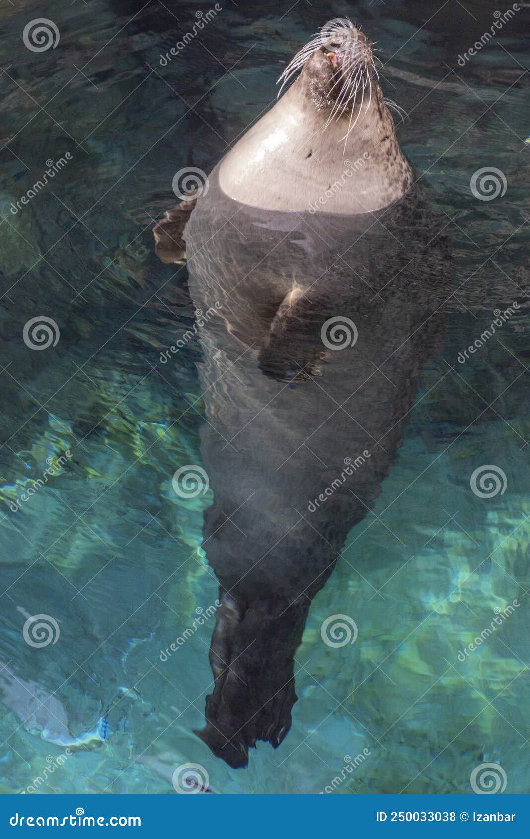 Grey Seal in Water Portrait Stock Photo - Image of nature, animal ...