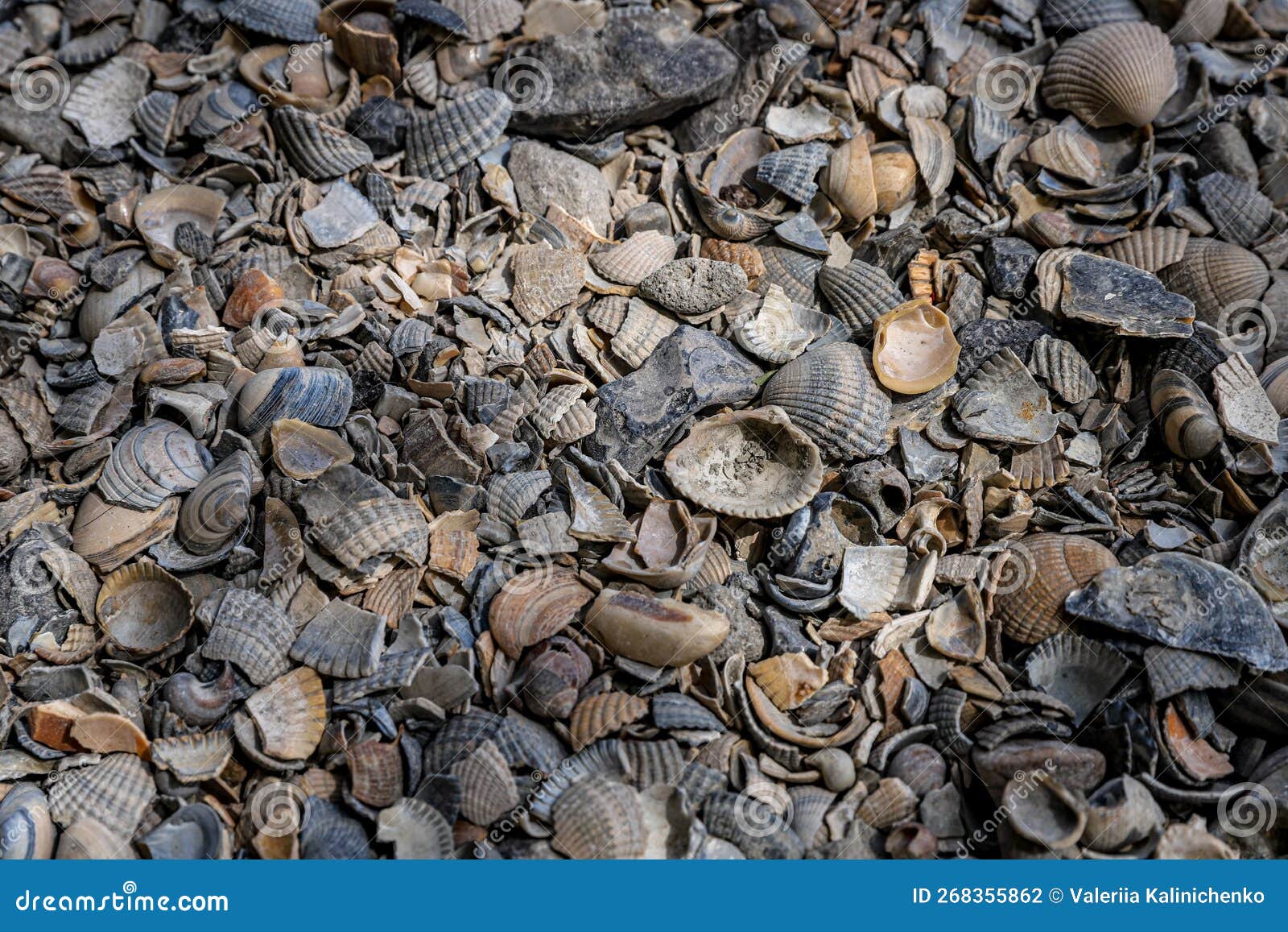 Grey Seashell Pattern in City Pavement Stock Photo - Image of city ...