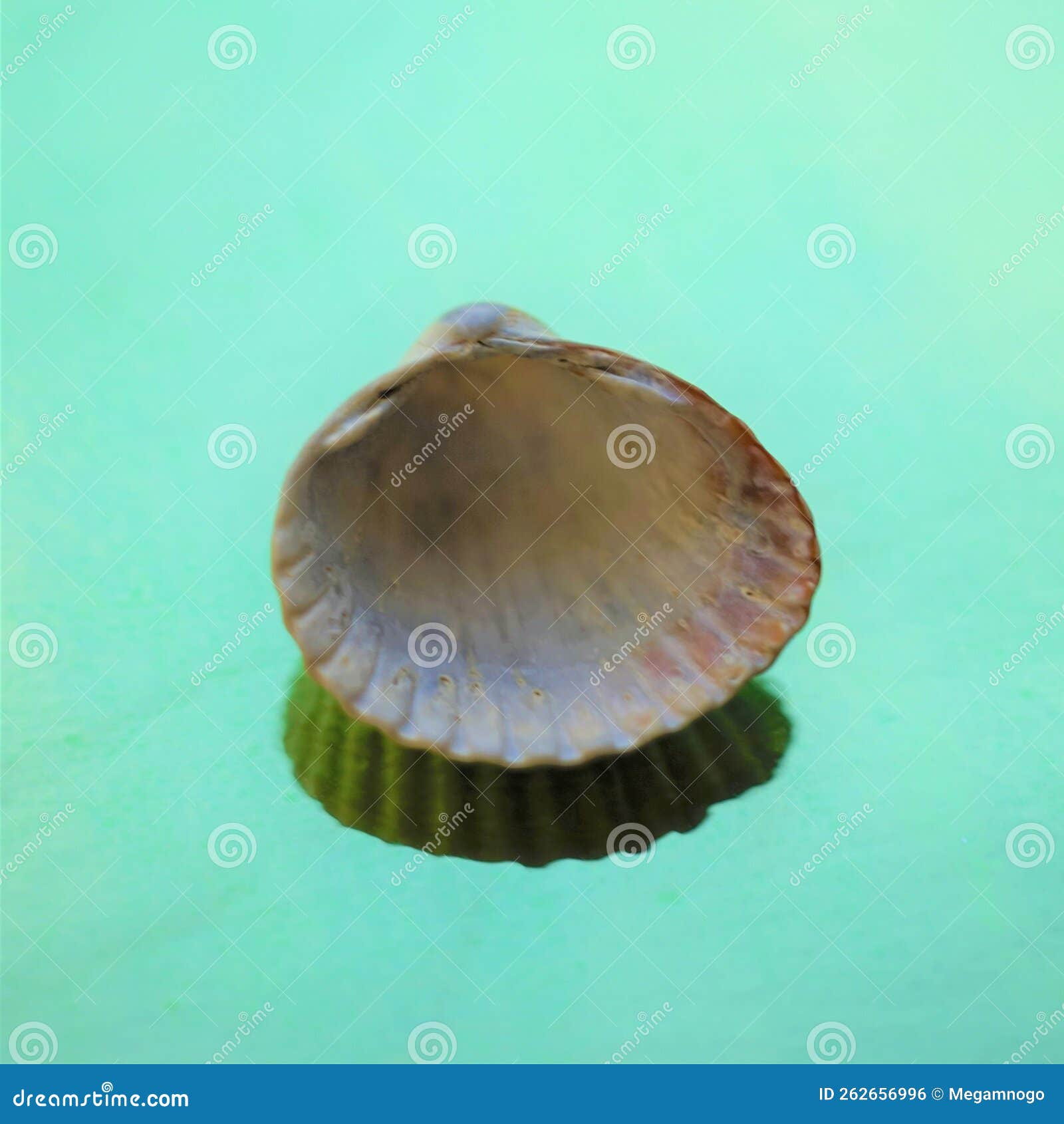 Grey Seashell on a Shiny Green Table. Art Card Stock Photo - Image of ...