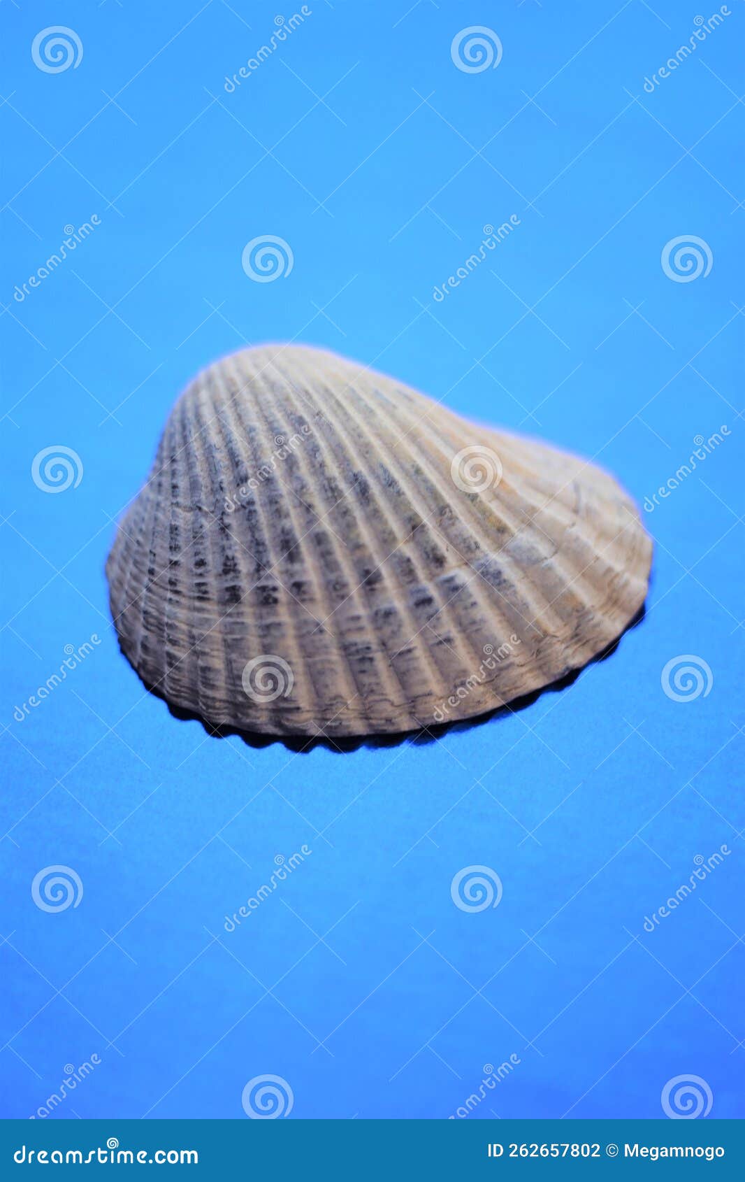 Grey Seashell on a Vivid Blue Shiny Table Stock Photo - Image of ...