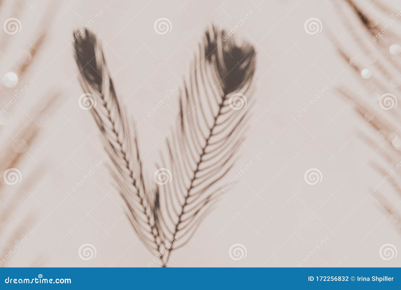 Grey Shadows of the Peacock Feathers on Beige Wall Background. Abstract ...