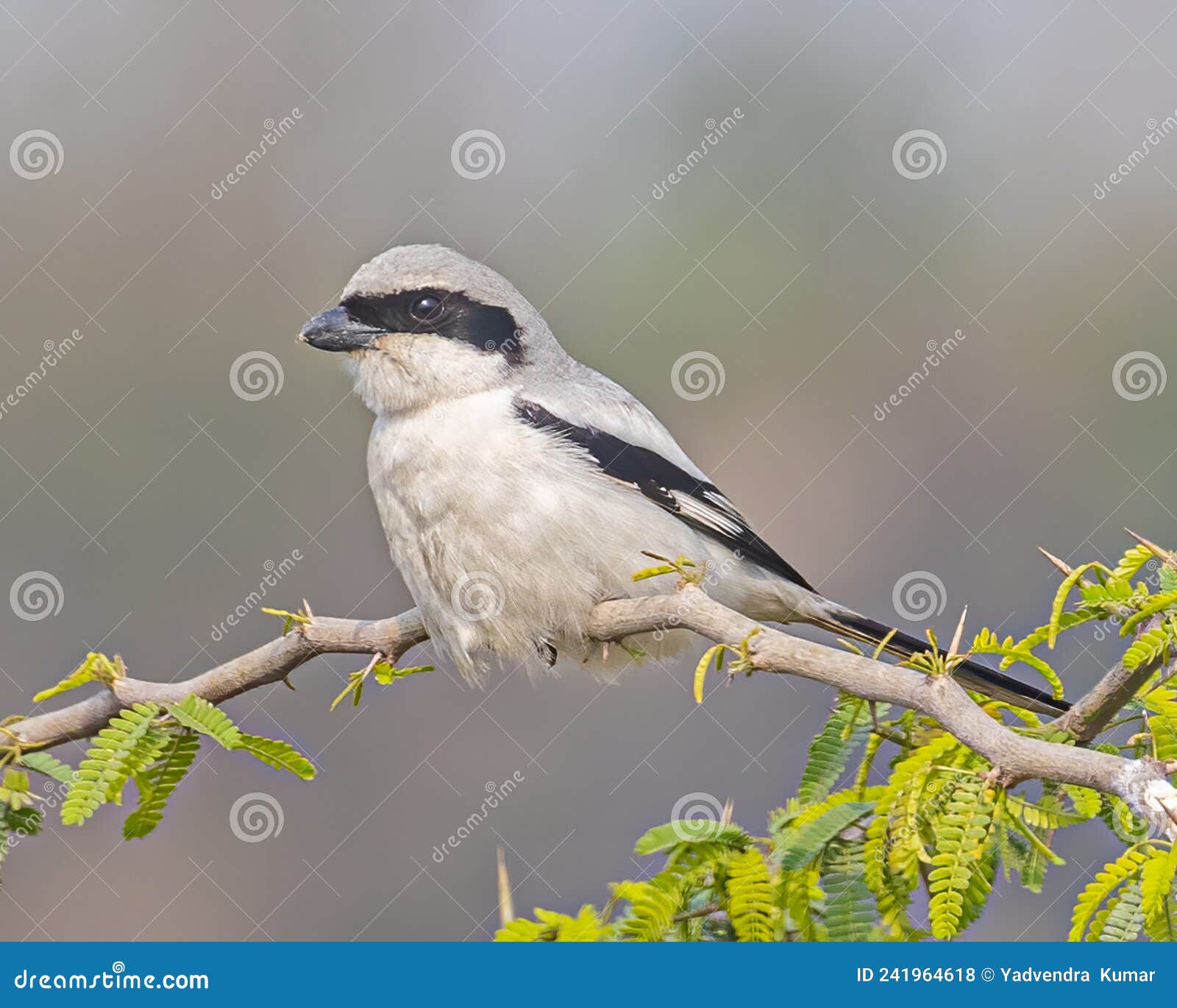 Grey Shrike Resting on a Tree Stock Photo - Image of claw, prey: 241964618