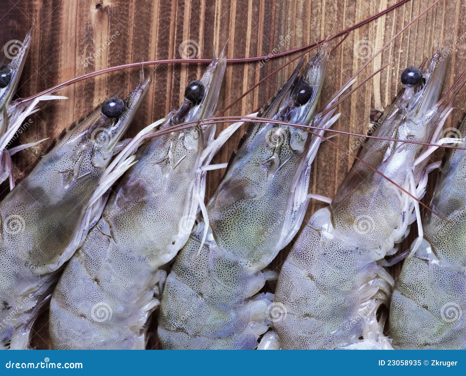 Grey shrimps stock image. Image of prawn, crustacean - 23058935