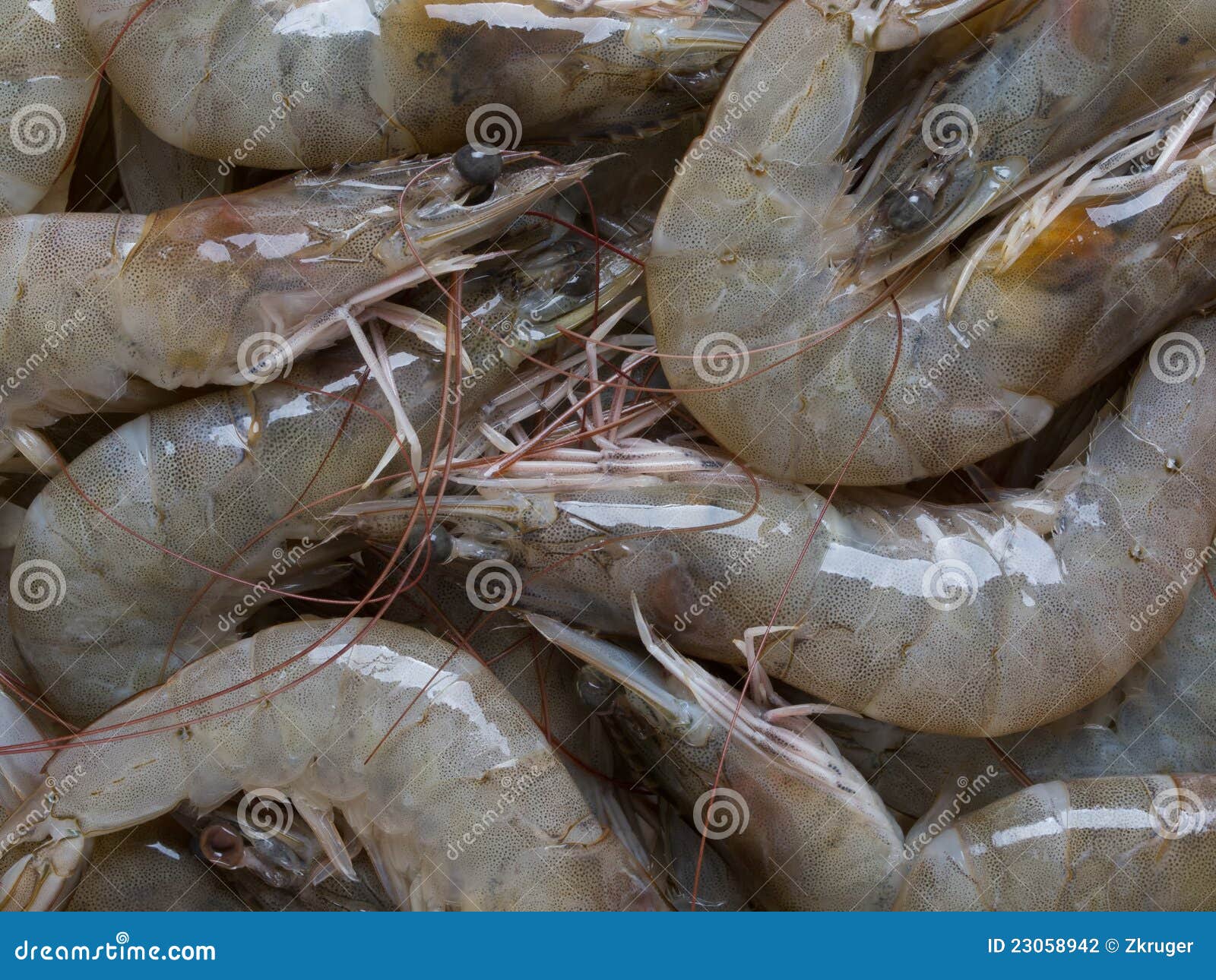 Grey shrimps stock photo. Image of food, crustaceans - 23058942