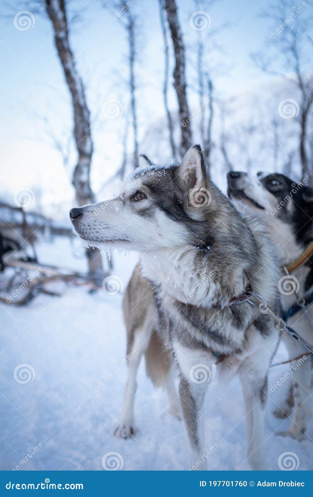 Grey Sled Pulling Dog in Norway Stock Photo - Image of scandinavia ...