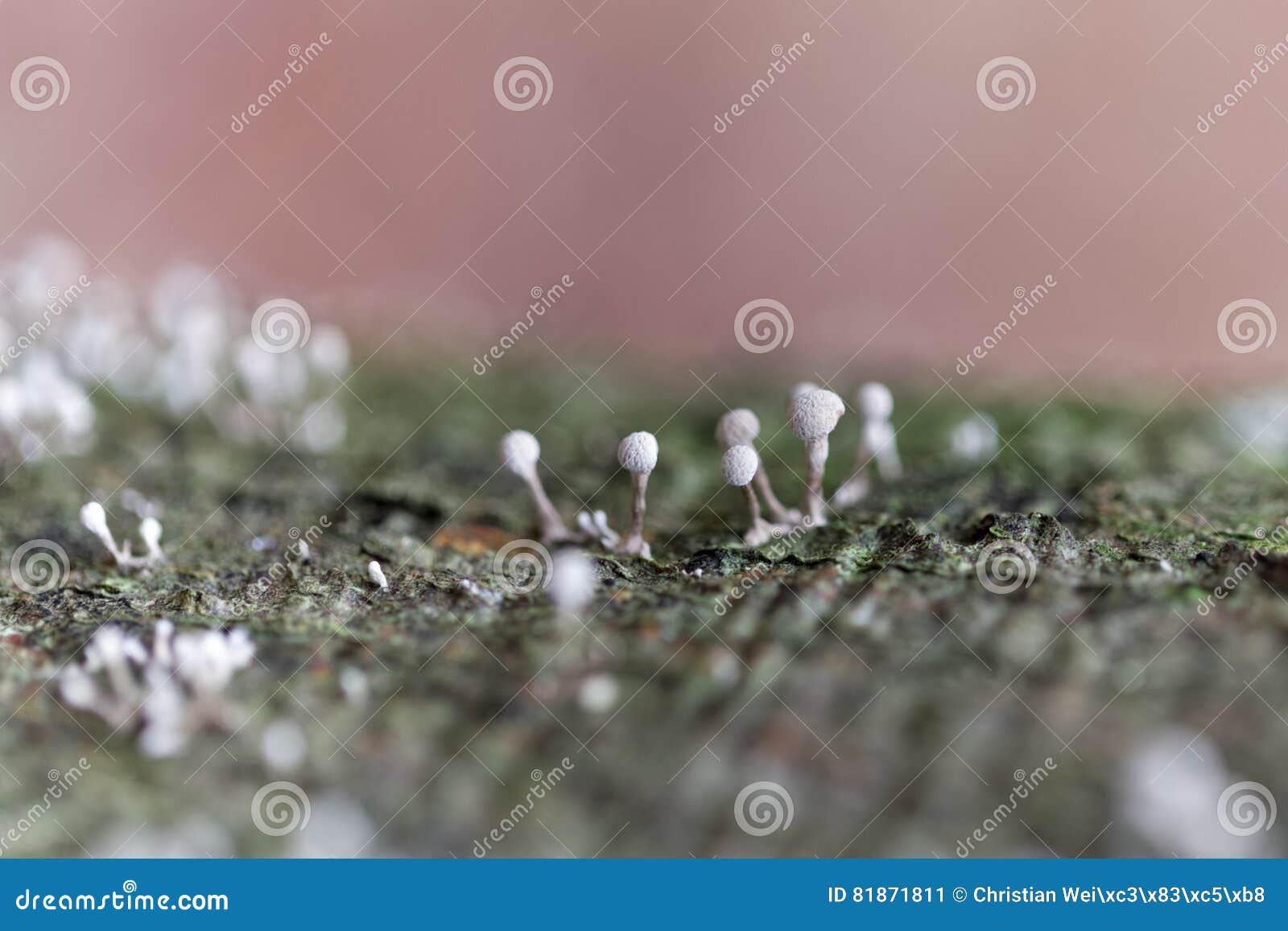 Grey slime mold stock image. Image of mycetozoa, season - 81871811