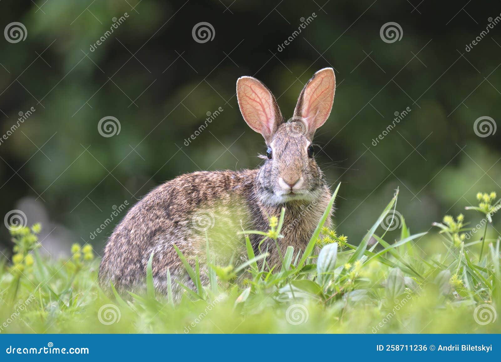 Grey Small Hare Eating Grass on Summer Field. Wild Rabbit in Nature ...