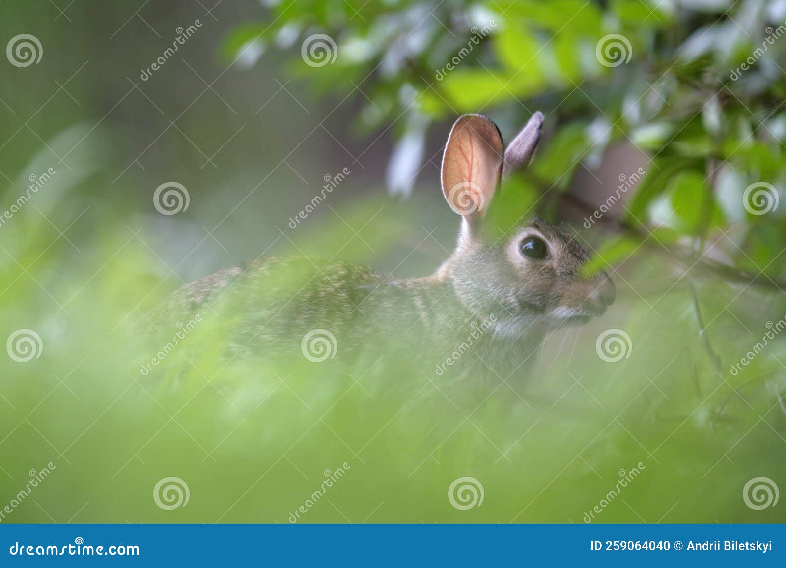 Grey Small Hare Eating Grass on Summer Field. Wild Rabbit in Nature ...