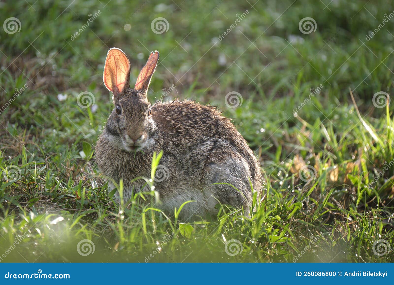 Grey Small Hare Eating Grass on Summer Field. Wild Rabbit in Nature ...