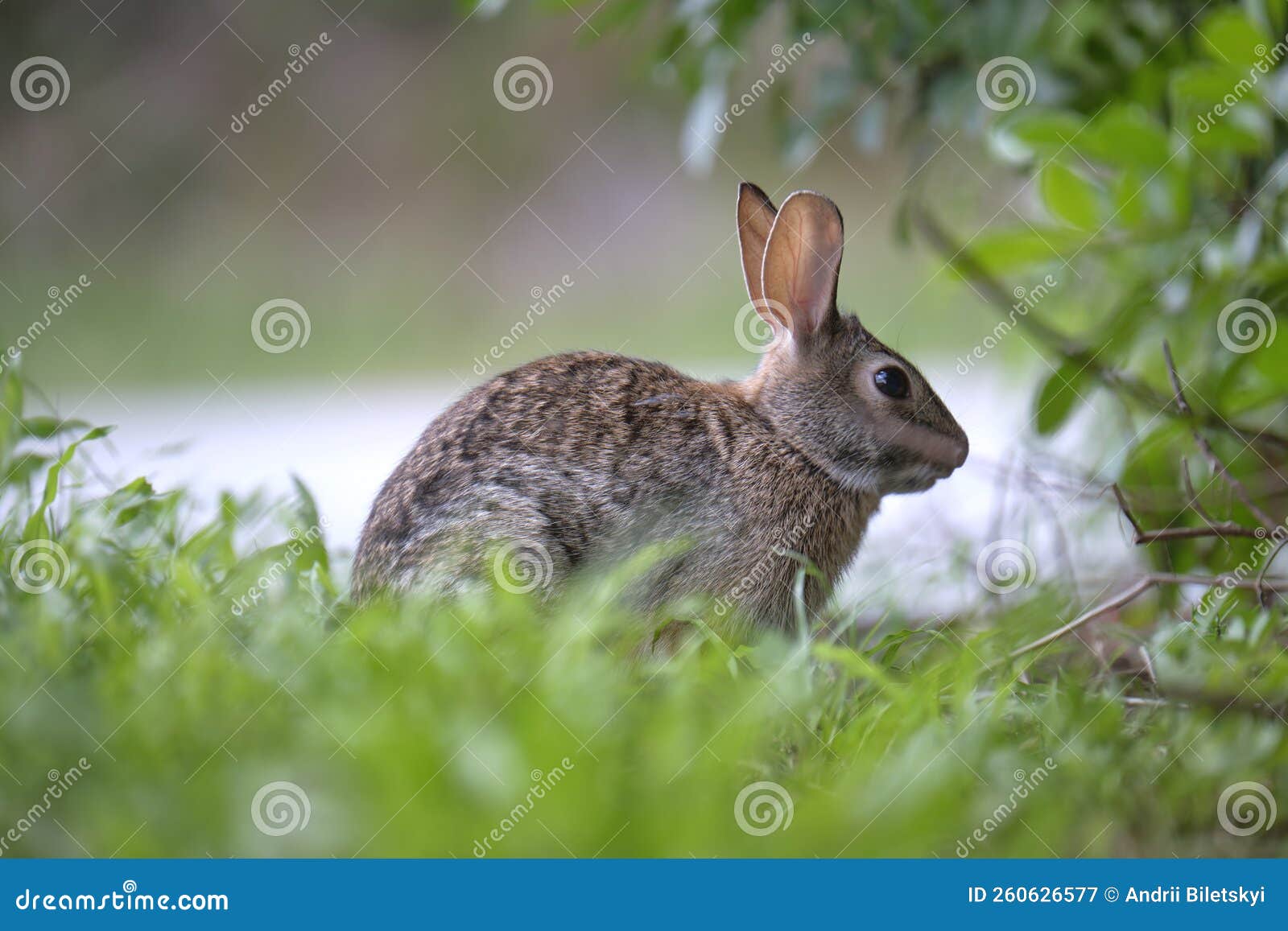 Grey Small Hare Eating Grass on Summer Field. Wild Rabbit in Nature ...