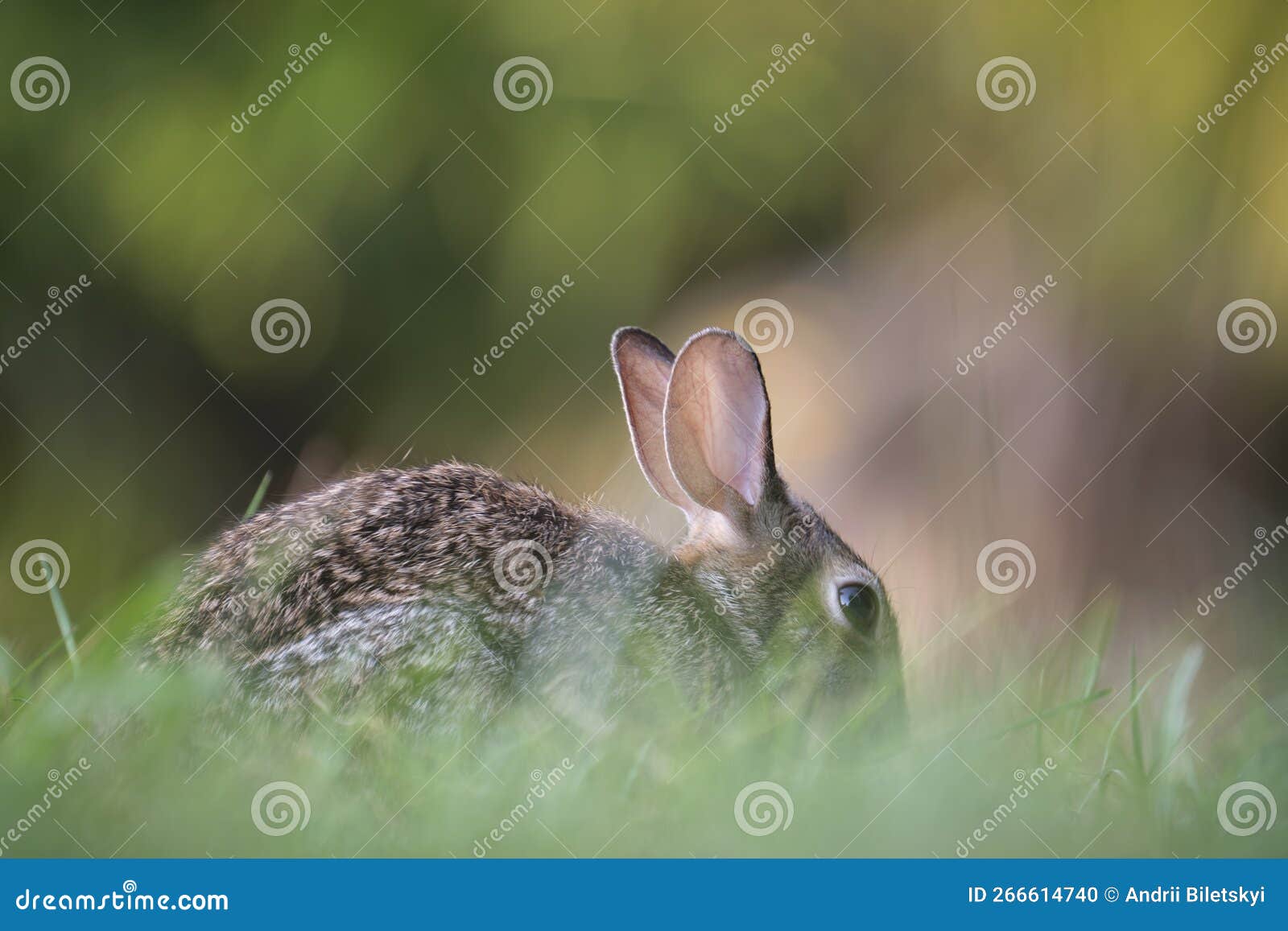 Grey Small Hare Eating Grass on Summer Field. Wild Rabbit in Nature ...