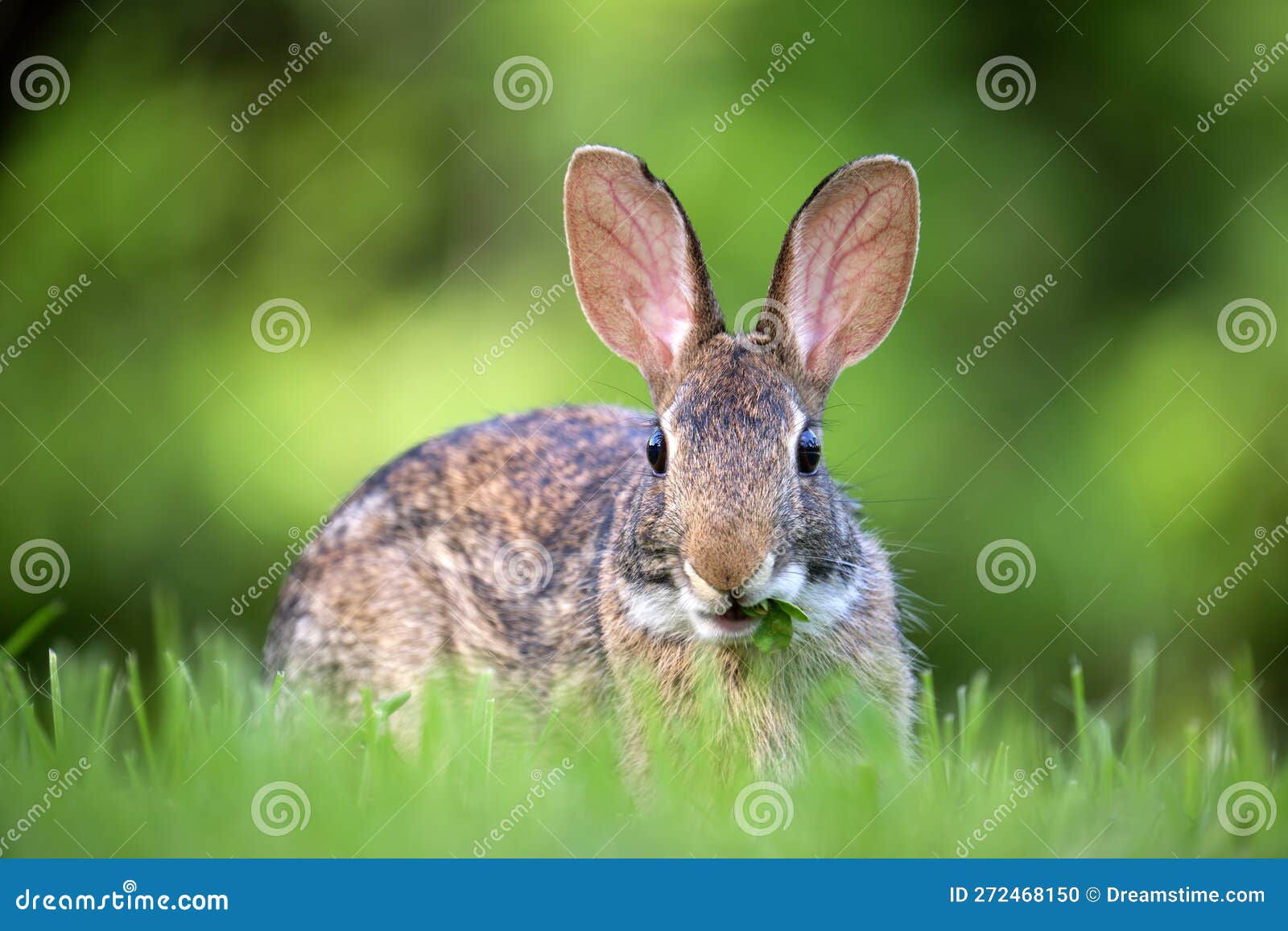 Grey Small Hare Eating Grass on Summer Field. Wild Rabbit in Nature ...