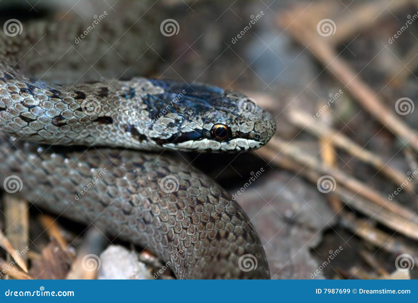 Grey snake stock image. Image of reptile, innocuous, coldblooded - 7987699