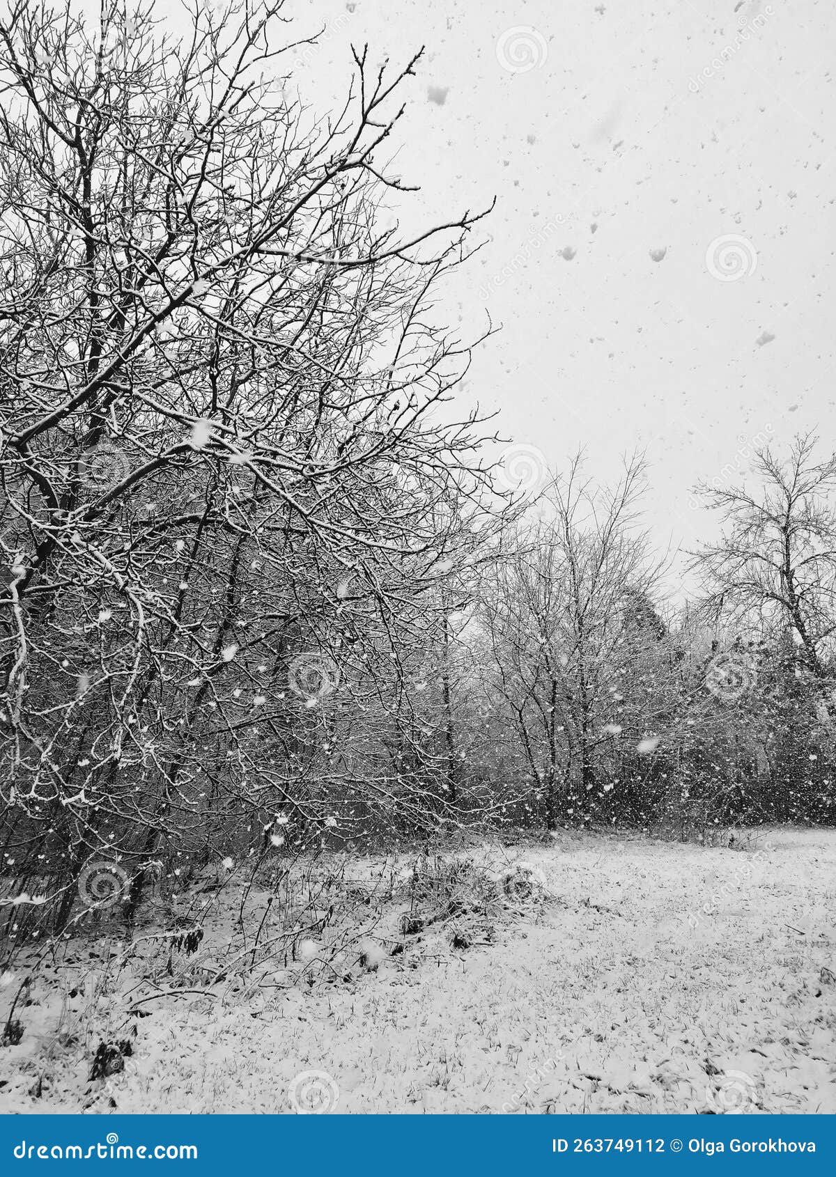 Grey snow in the city stock photo. Image of soil, leaf - 263749112