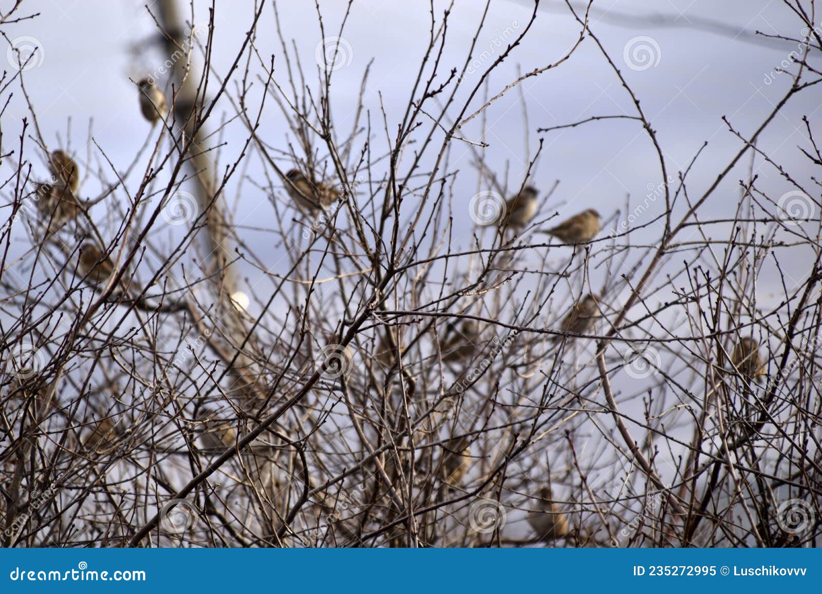 Grey Sparrows on Bare Branches in Autumn Stock Image - Image of tree ...