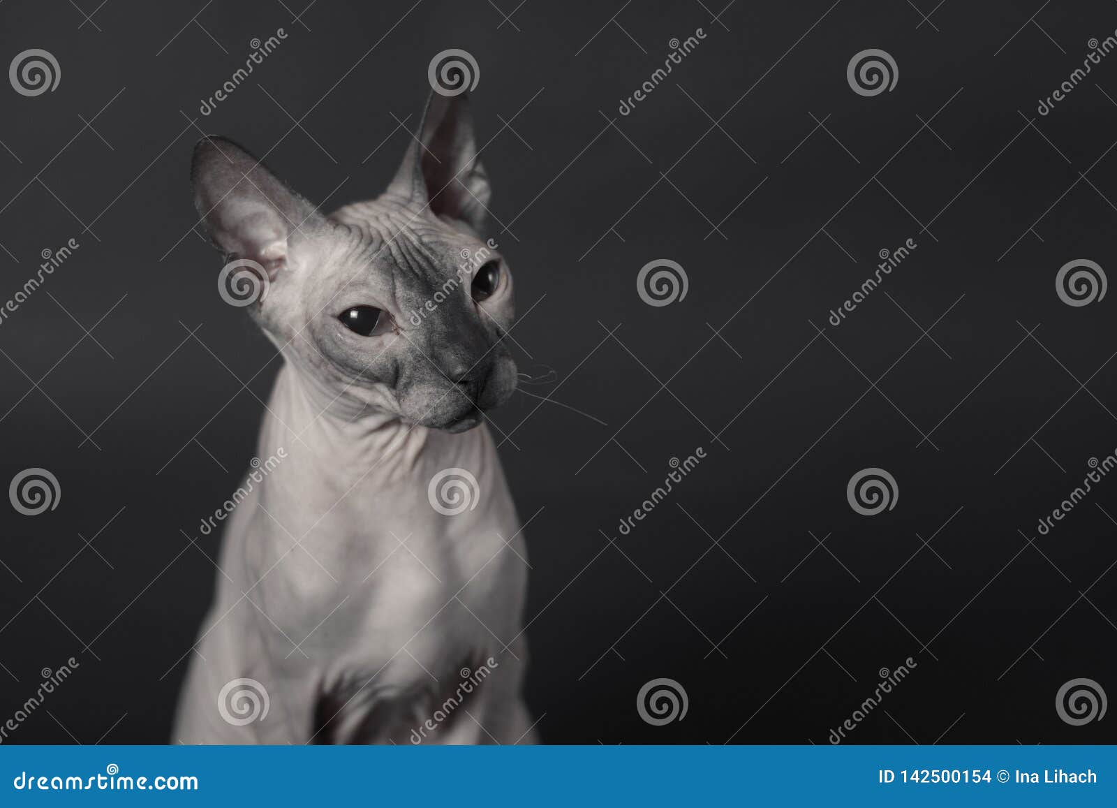 Grey Sphynx Cat stock photo. Image of rare, donskoy - 142500154