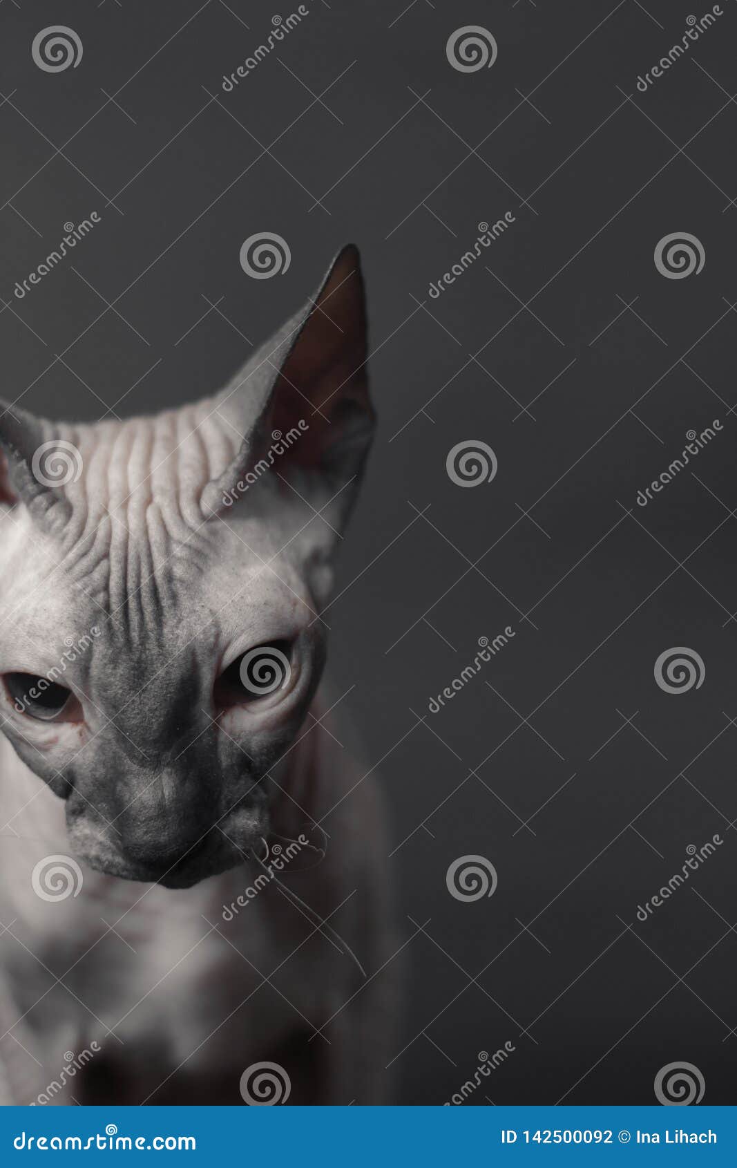 Grey Sphynx Cat stock photo. Image of skin, home, background - 142500092