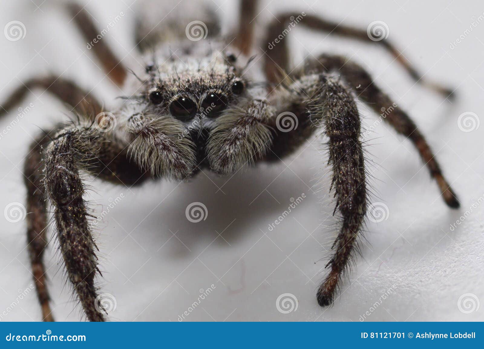 Grey spider stock image. Image of nature, small, spiders - 81121701
