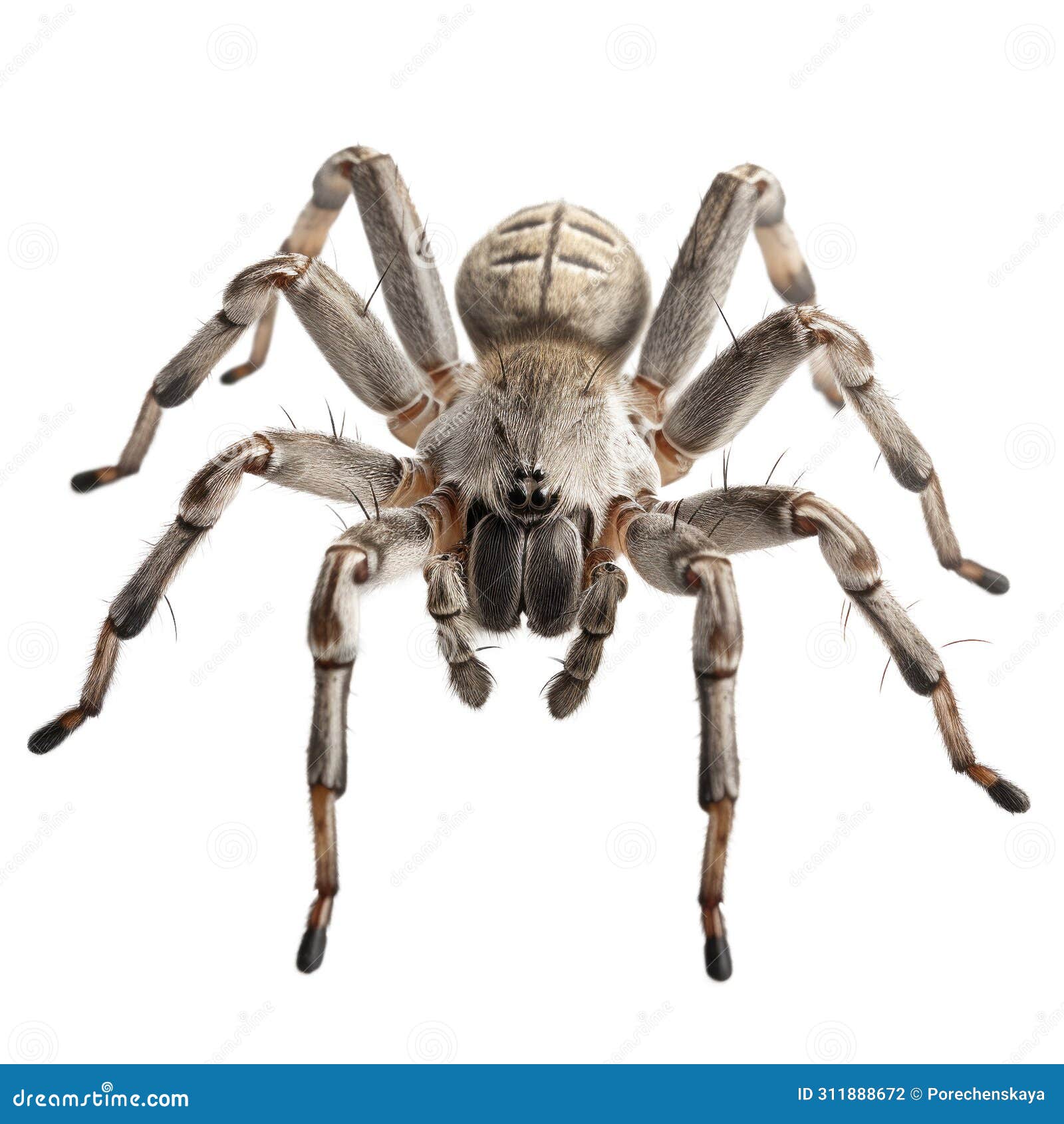 Spider on Transparent Background Stock Photo - Illustration of wildlife ...