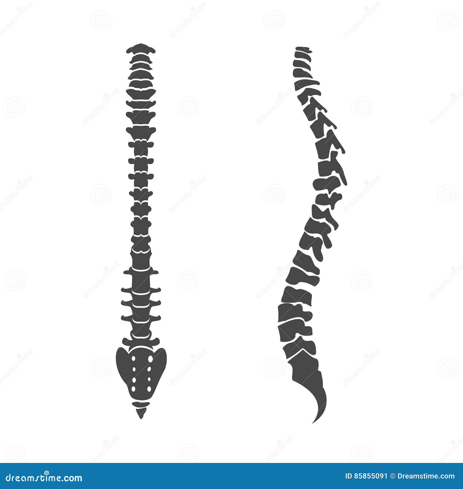 Grey spine icons stock vector. Illustration of clinic - 85855091