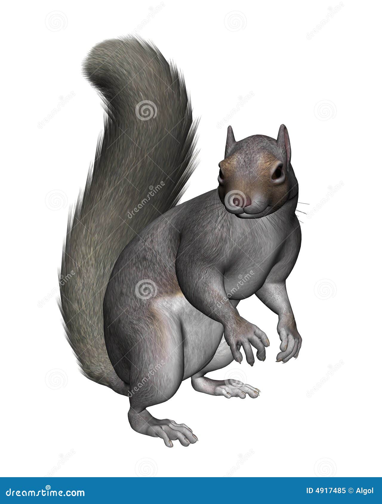 Grey Squirrel - 1 stock illustration. Illustration of curious - 4917485