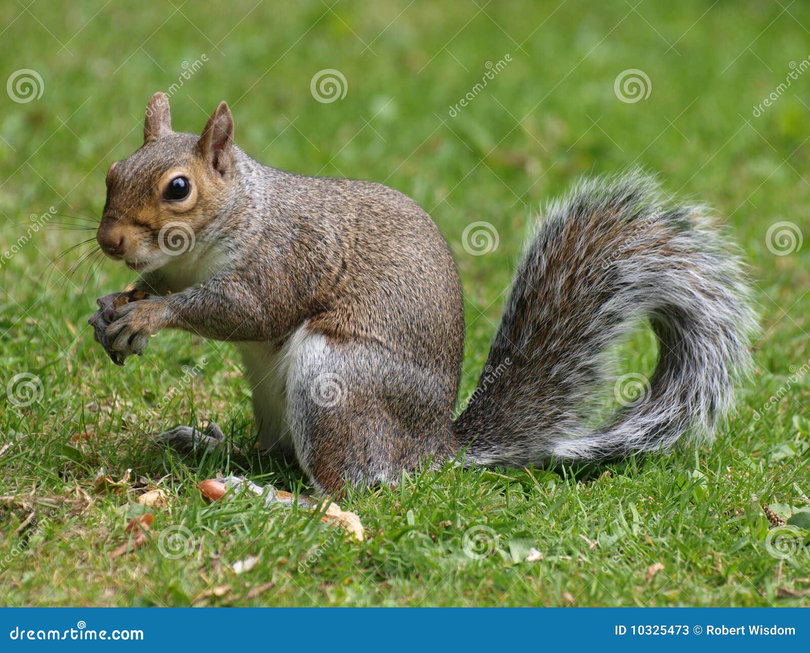 Grey Squirrel stock image. Image of grey, eating, feeding - 10325473