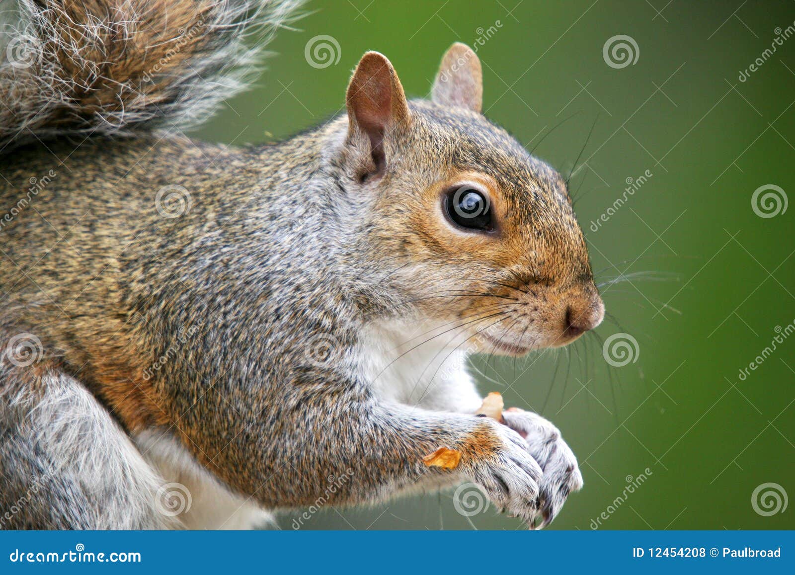 Grey Squirrel stock photo. Image of shot, tree, vermin - 12454208