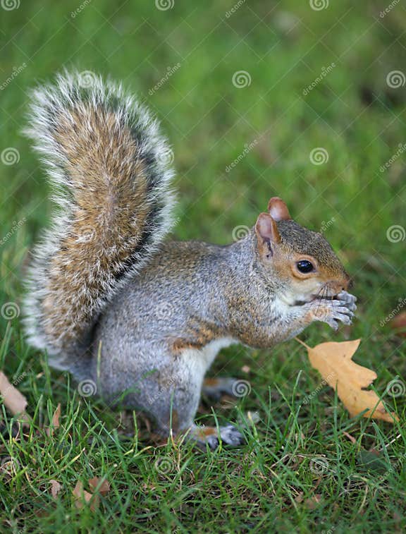 Grey Squirrel stock photo. Image of nature, carolinensis - 3413480